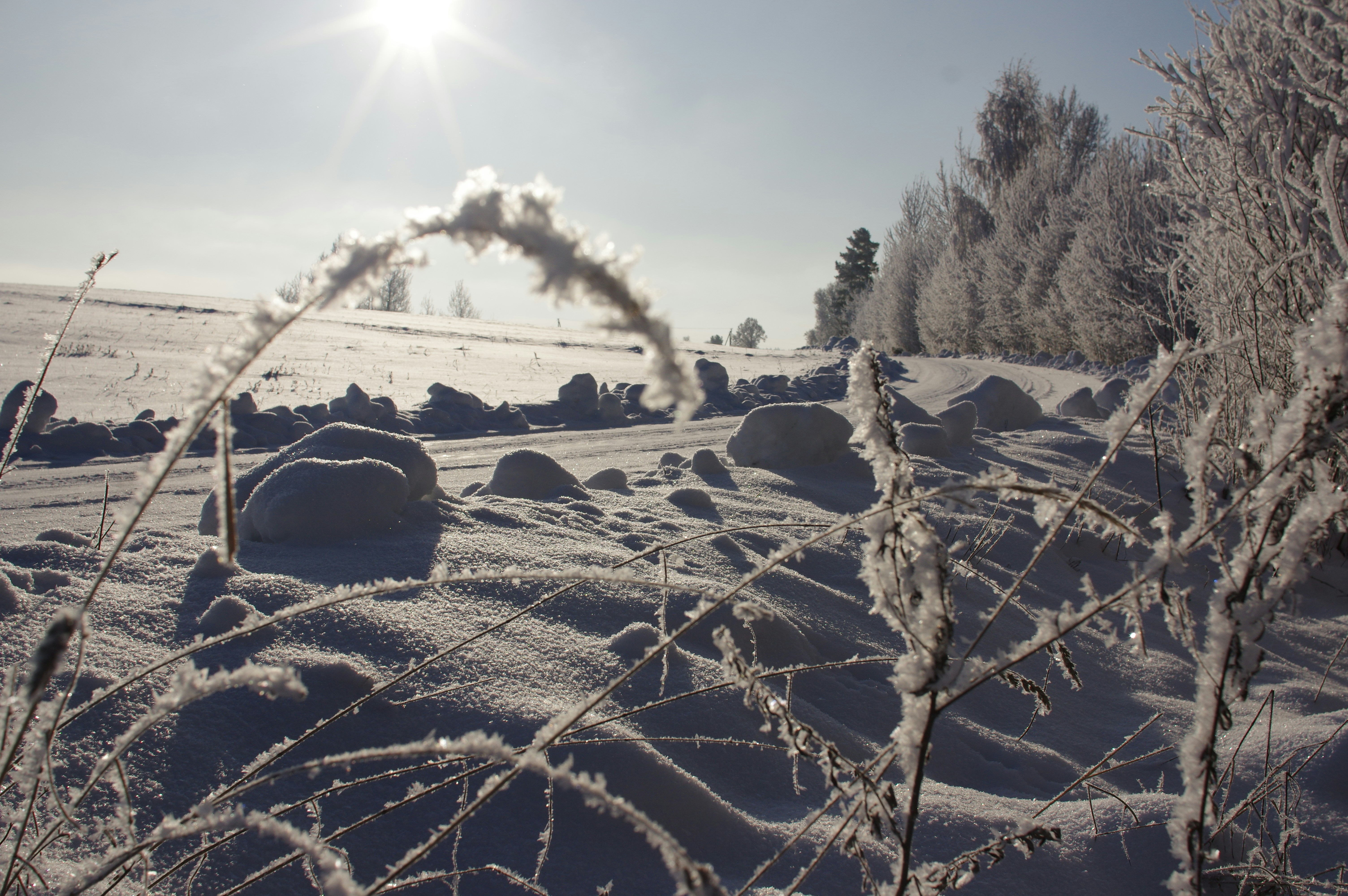 a snowy field with trees