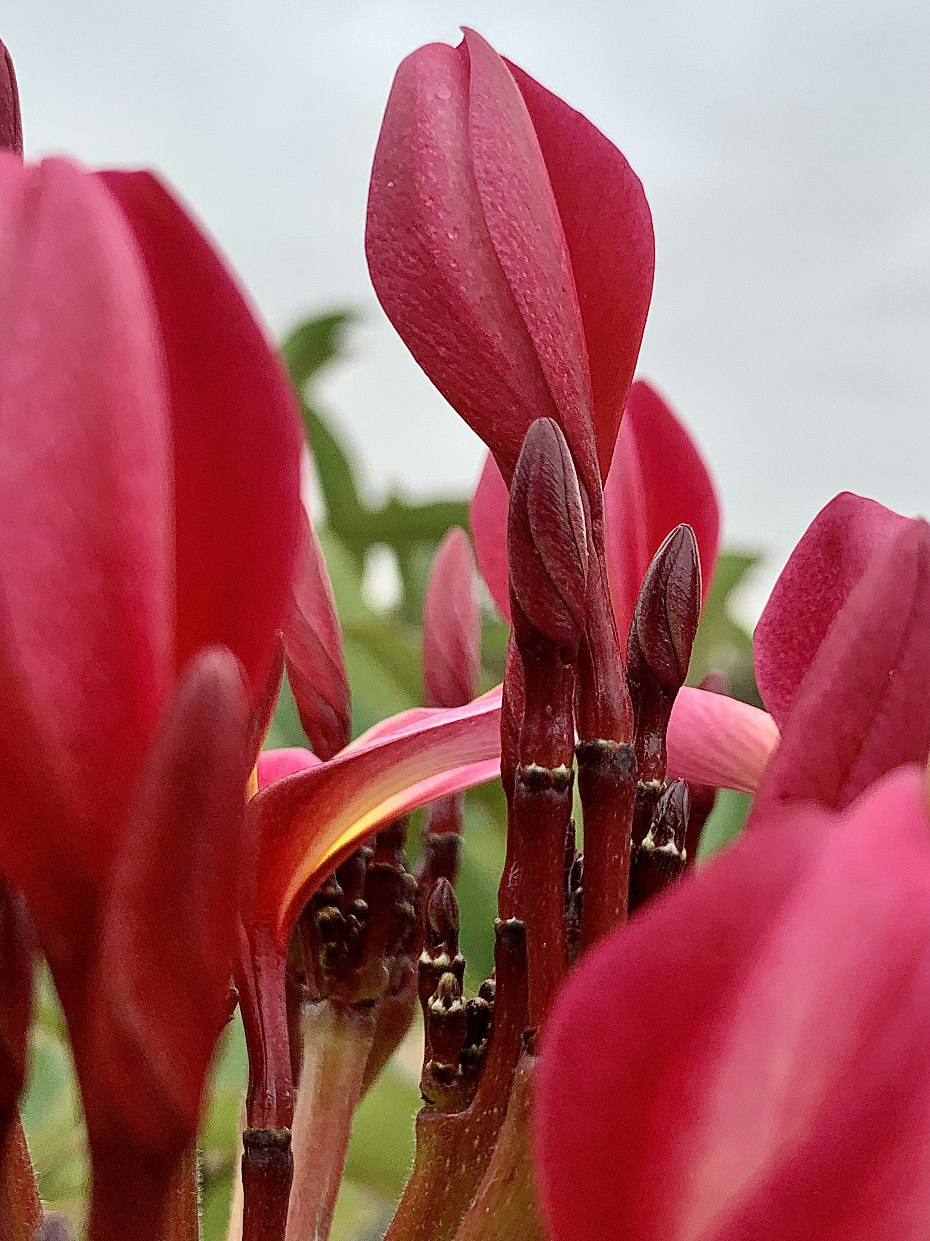 Crimson Petal Convergence: A Macro Moment Amid Dark Stems
