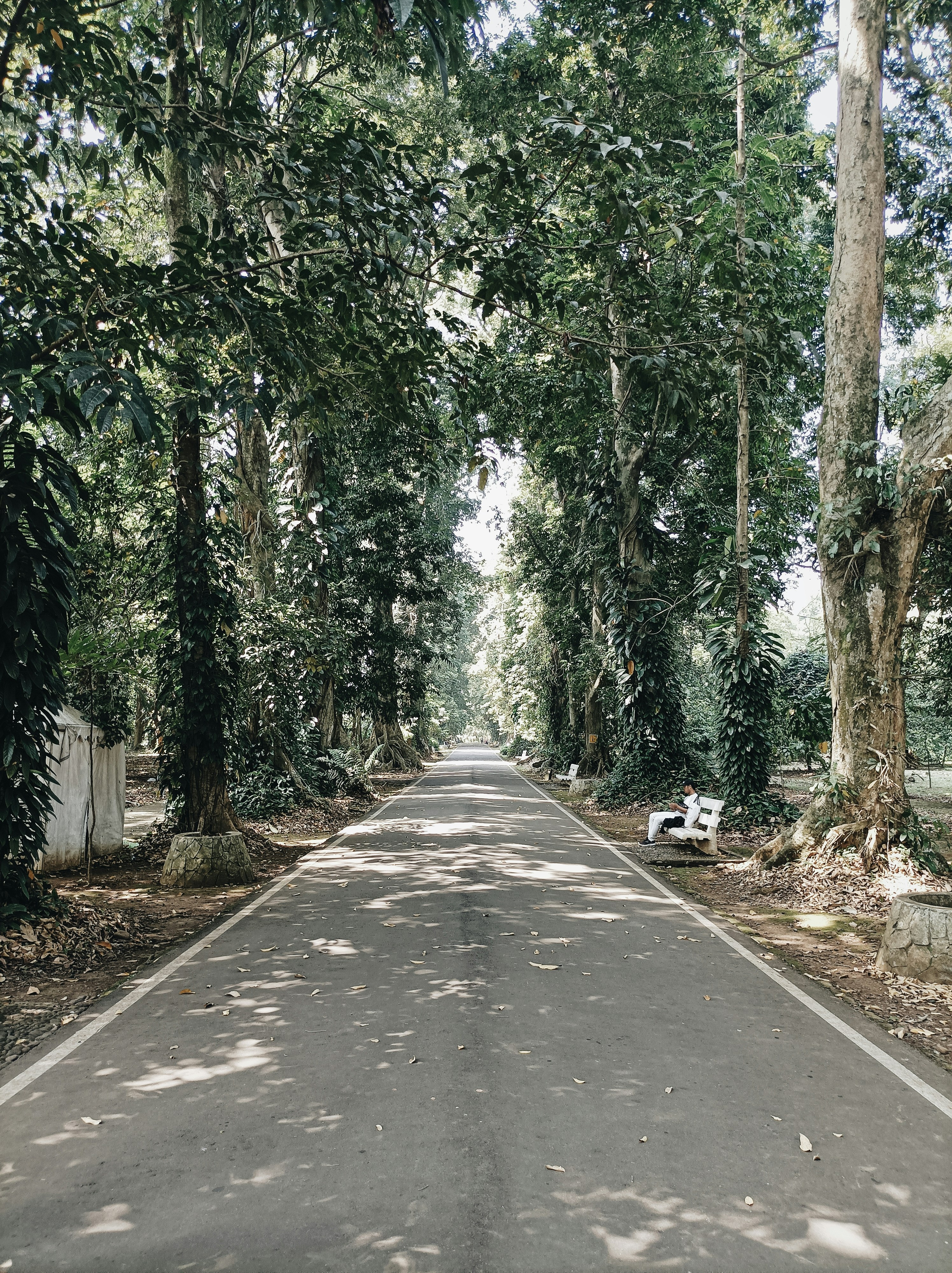 A serene road flanked by towering trees, dappled sunlight filtering through the leaves. The inviting path suggests a tranquil journey ahead.