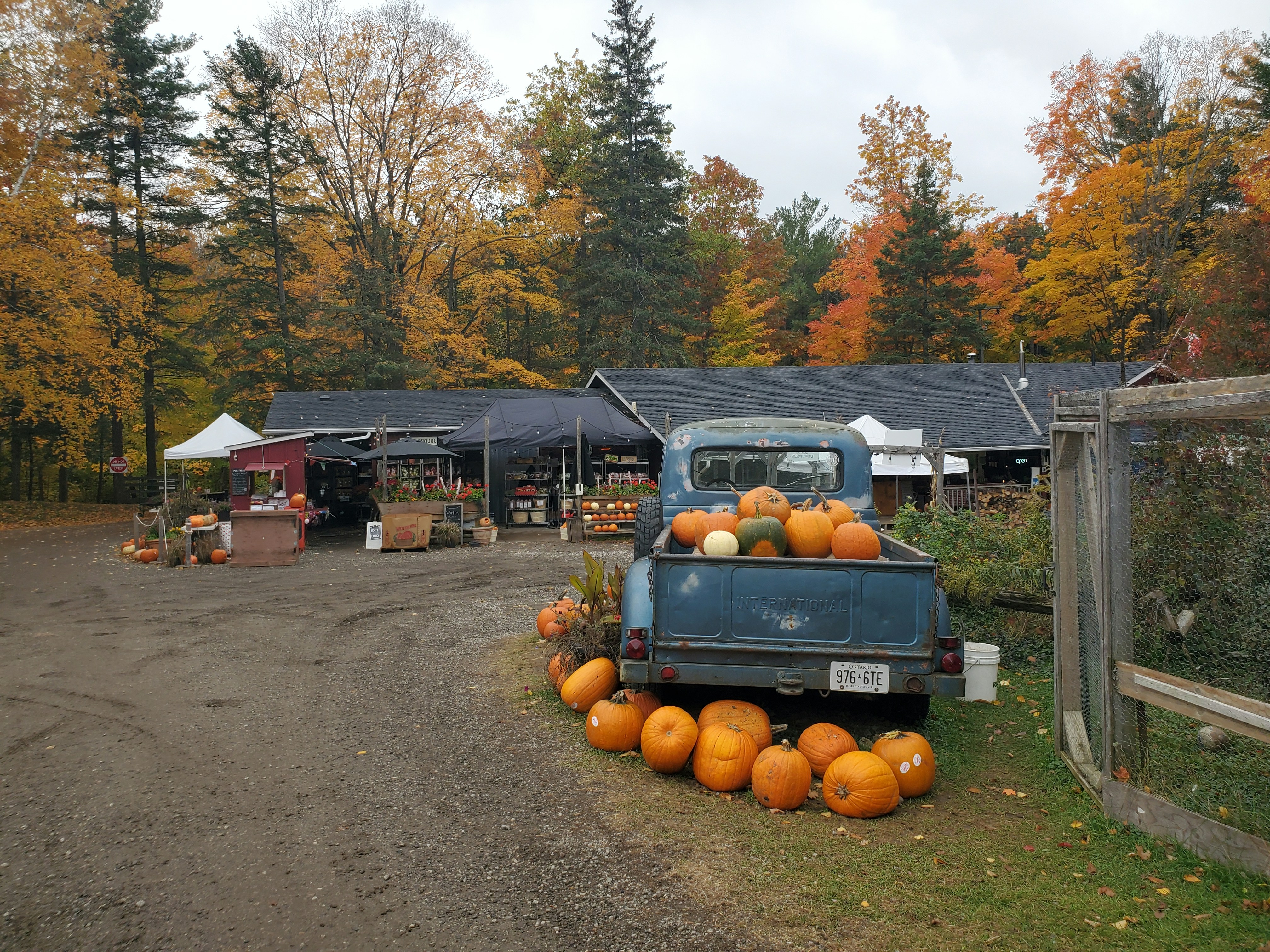 A trailer full of pumpkins photo – Free Pine farms orchard Image on ...