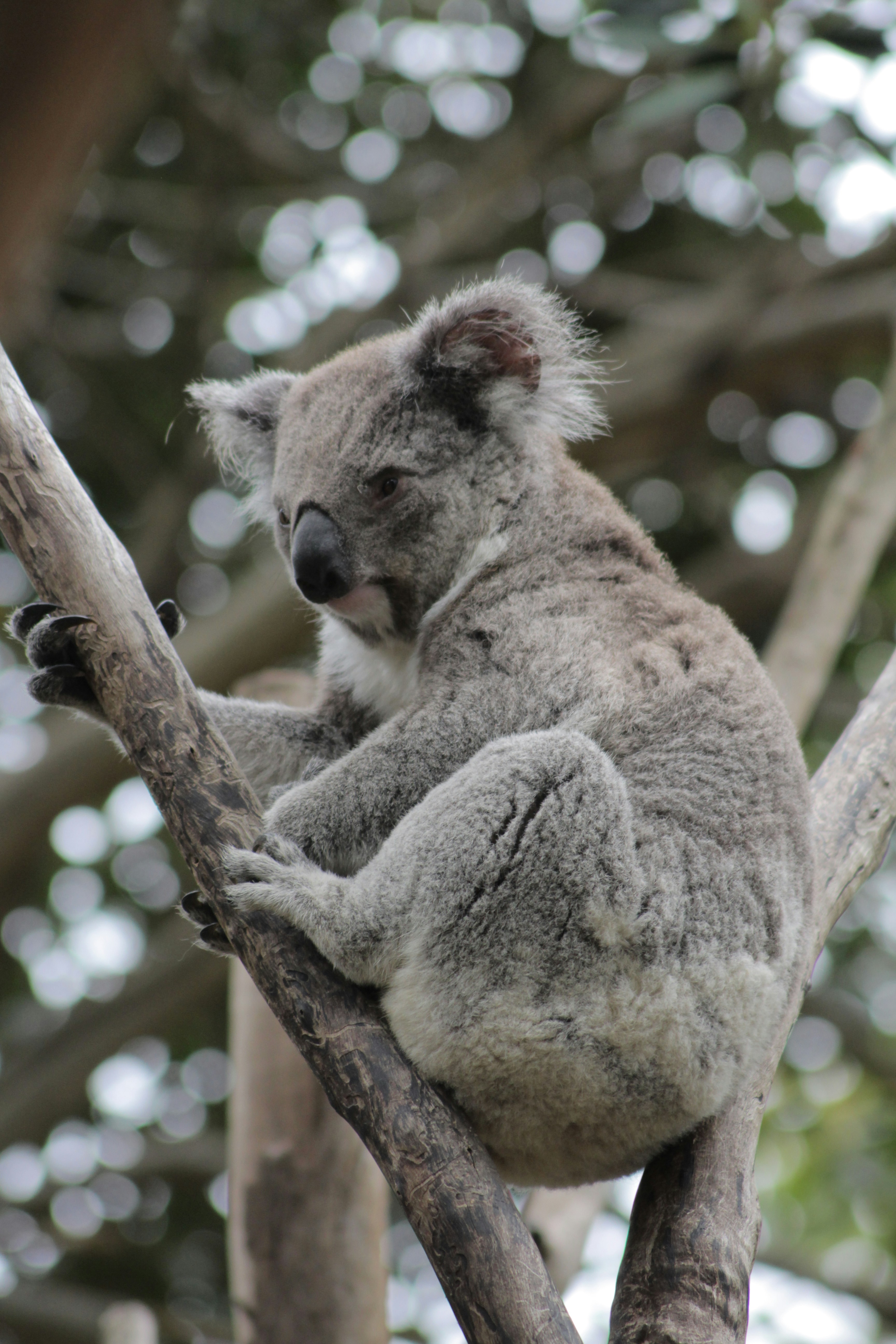 Foto Oso koala en un árbol – Imagen Coala gratis en Unsplash