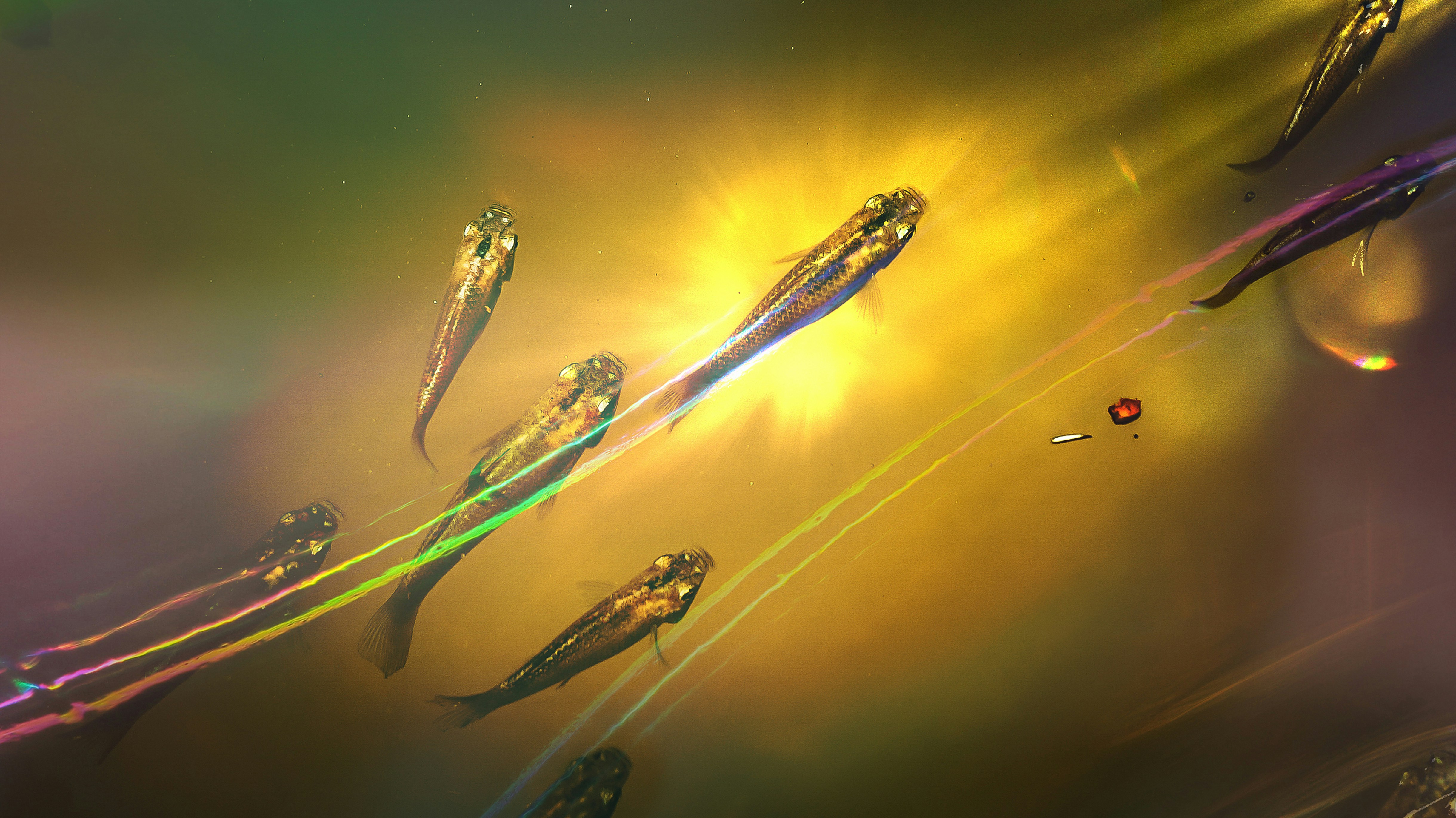 A group of colorful fish swimming in water photo – Free Oro liquido ...