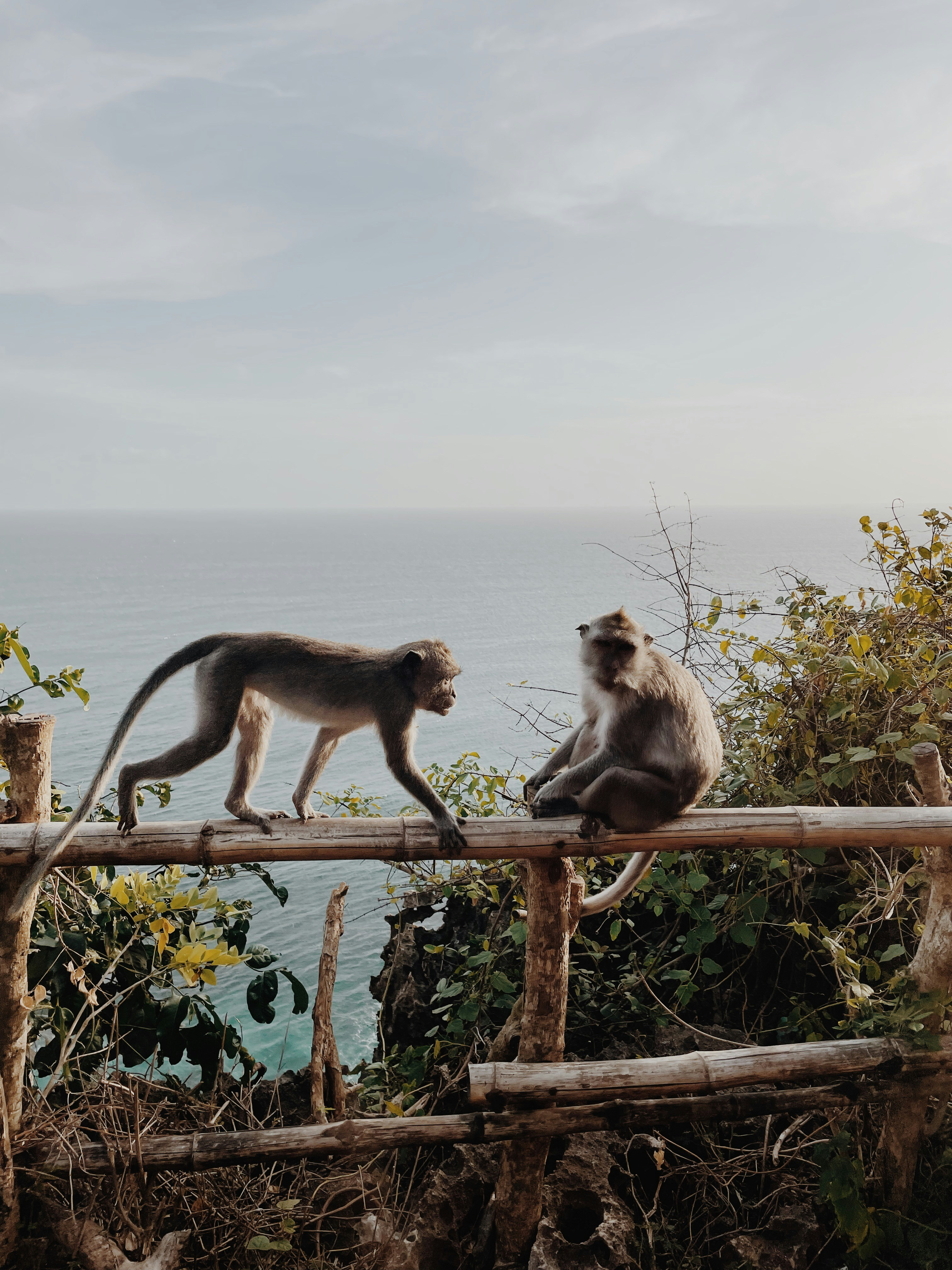 Seaside Parley on a Weathered Rail: Monkeys in Quiet Conversation