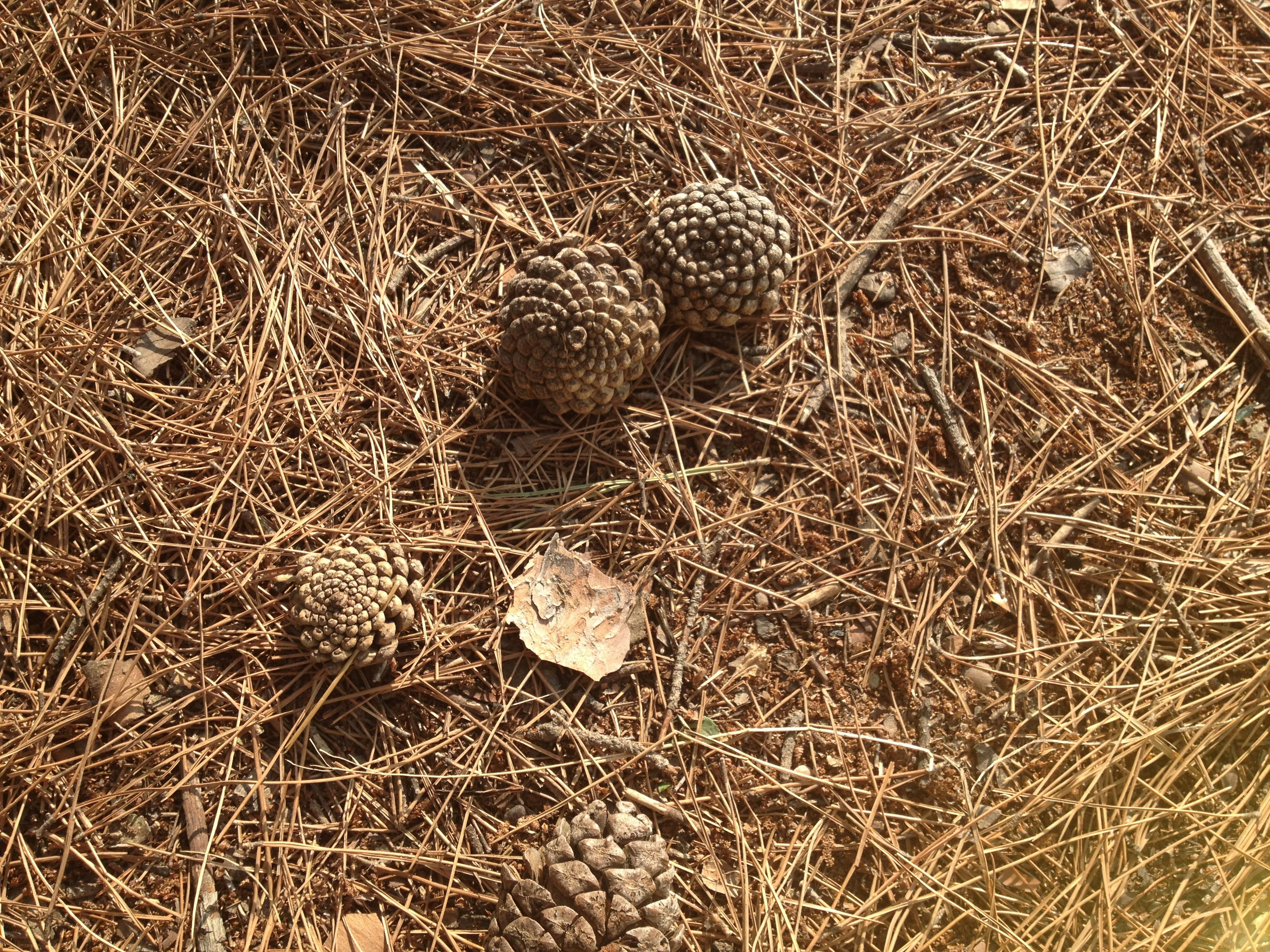 Nature's Textured Treasures