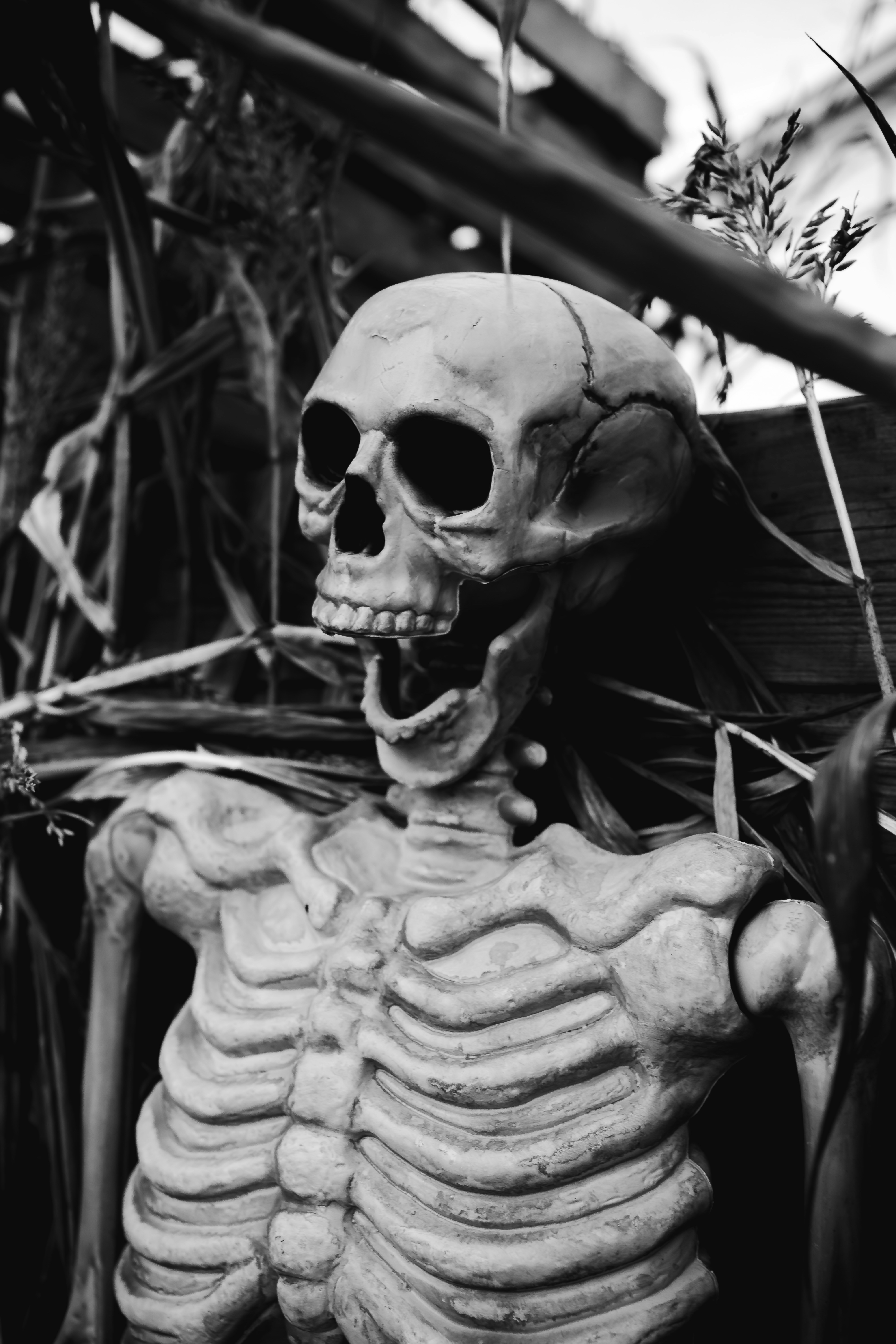 A skeleton of a human photo – Free London Image on Unsplash