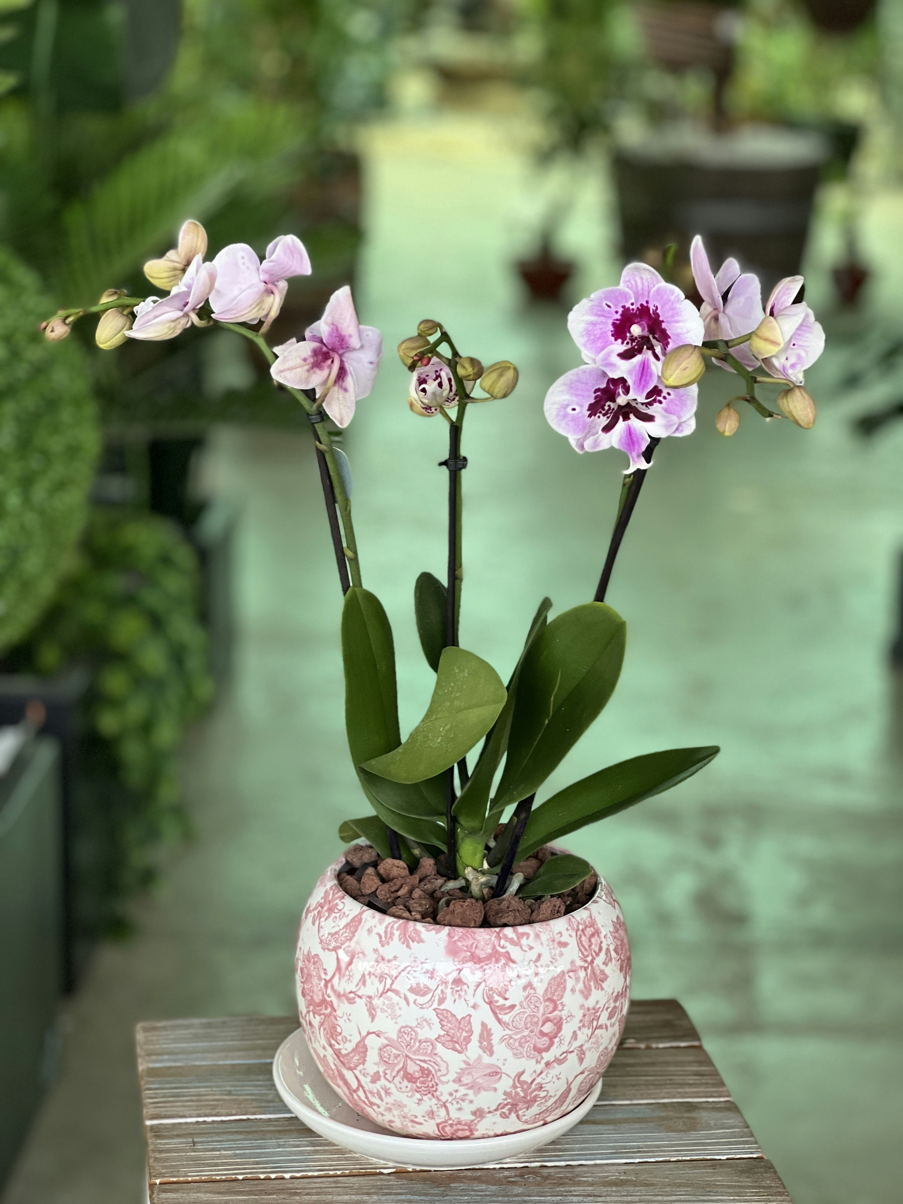a plant in a pot