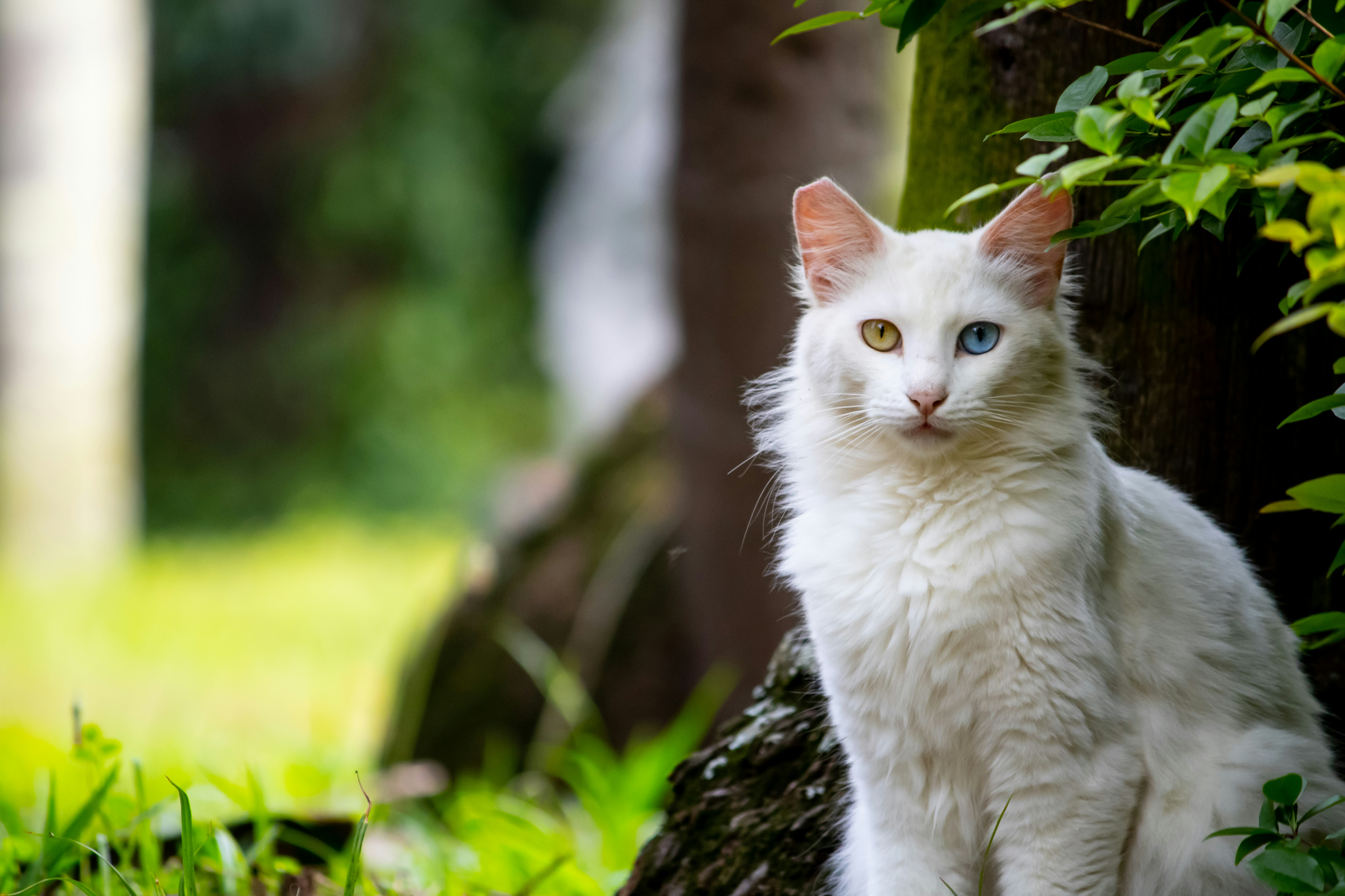White Cat Outside