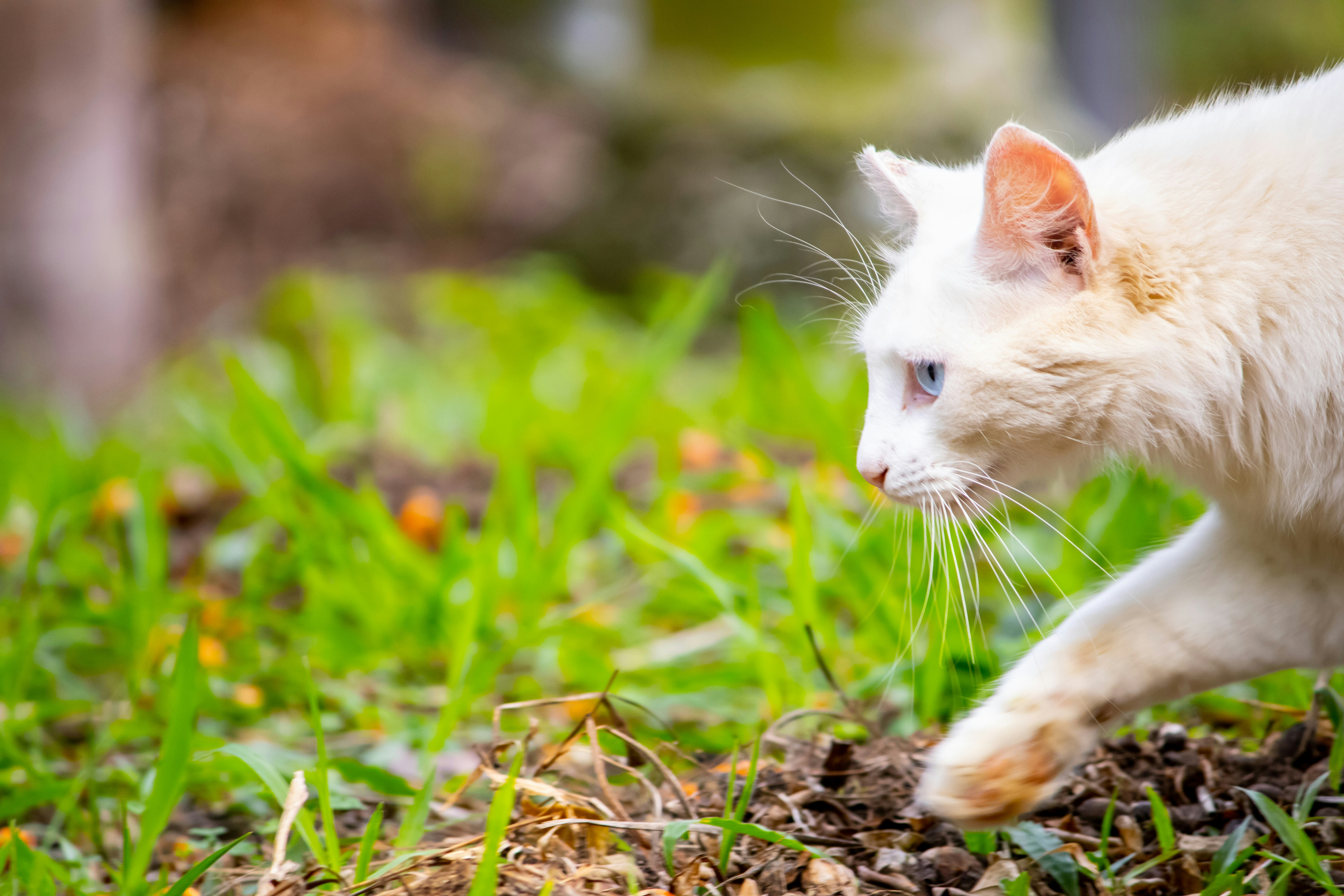 White cat stealthily prowling through lush green grass, showcasing its alertness and grace.