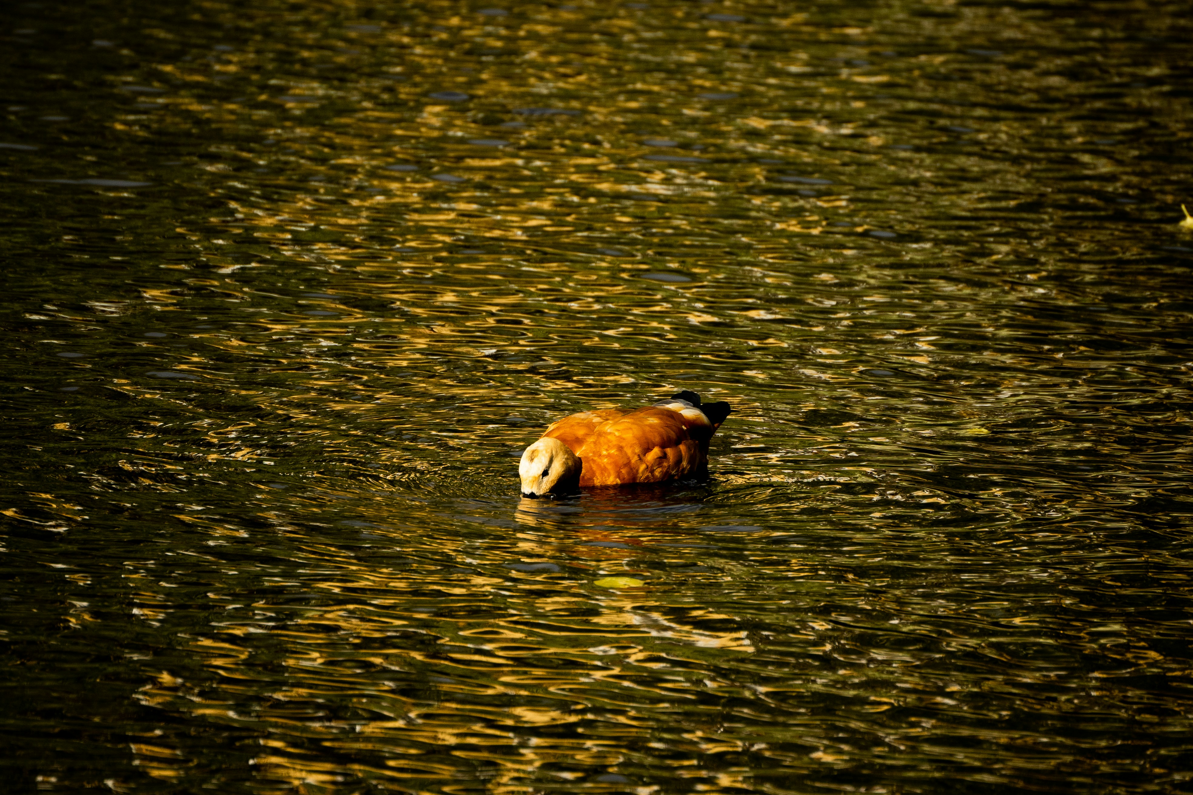 Golden Reflections: A Solo Duck Drifts Through Sunlit Ripples
