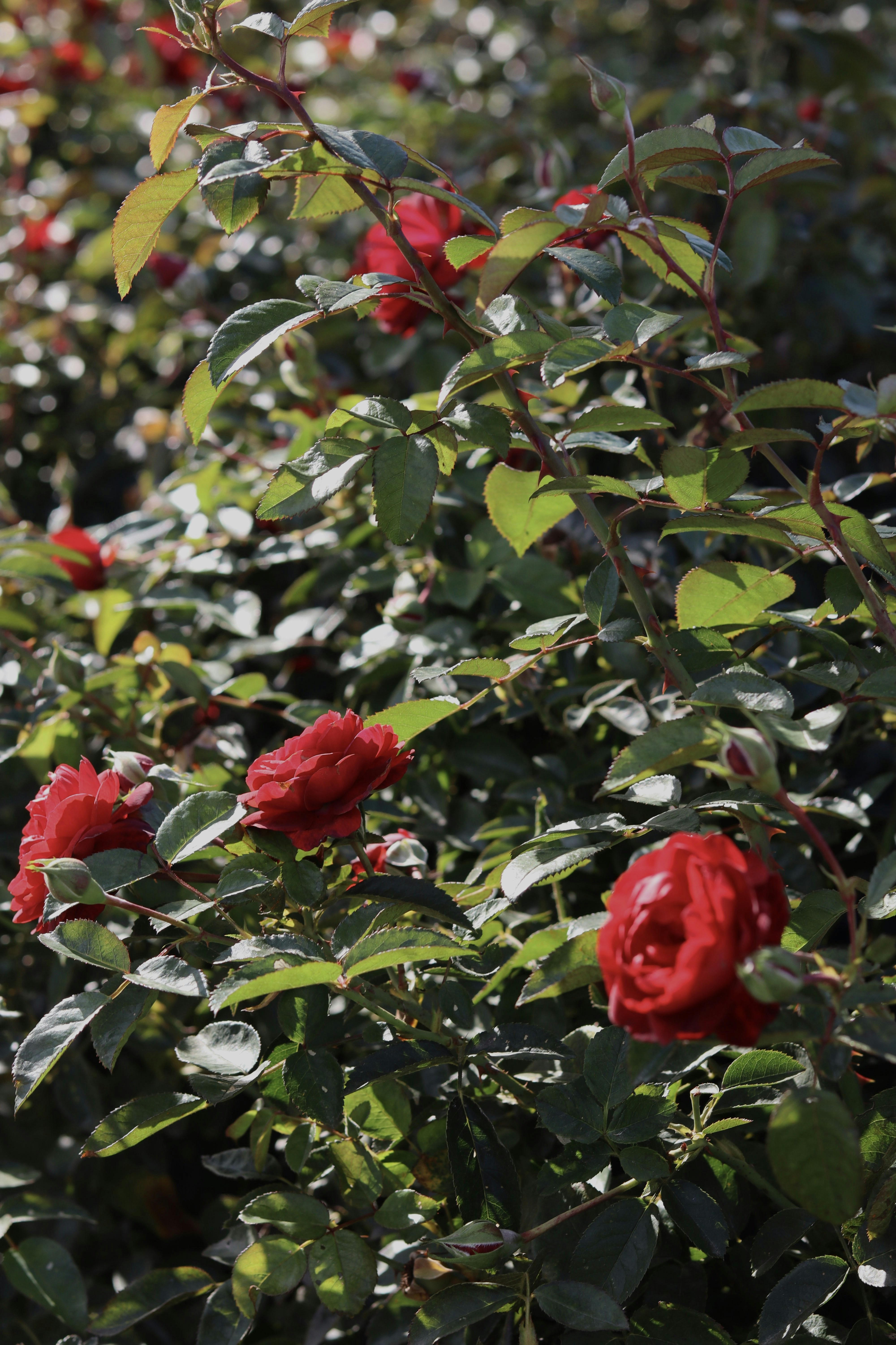 A group of red roses photo – Free Image on Unsplash