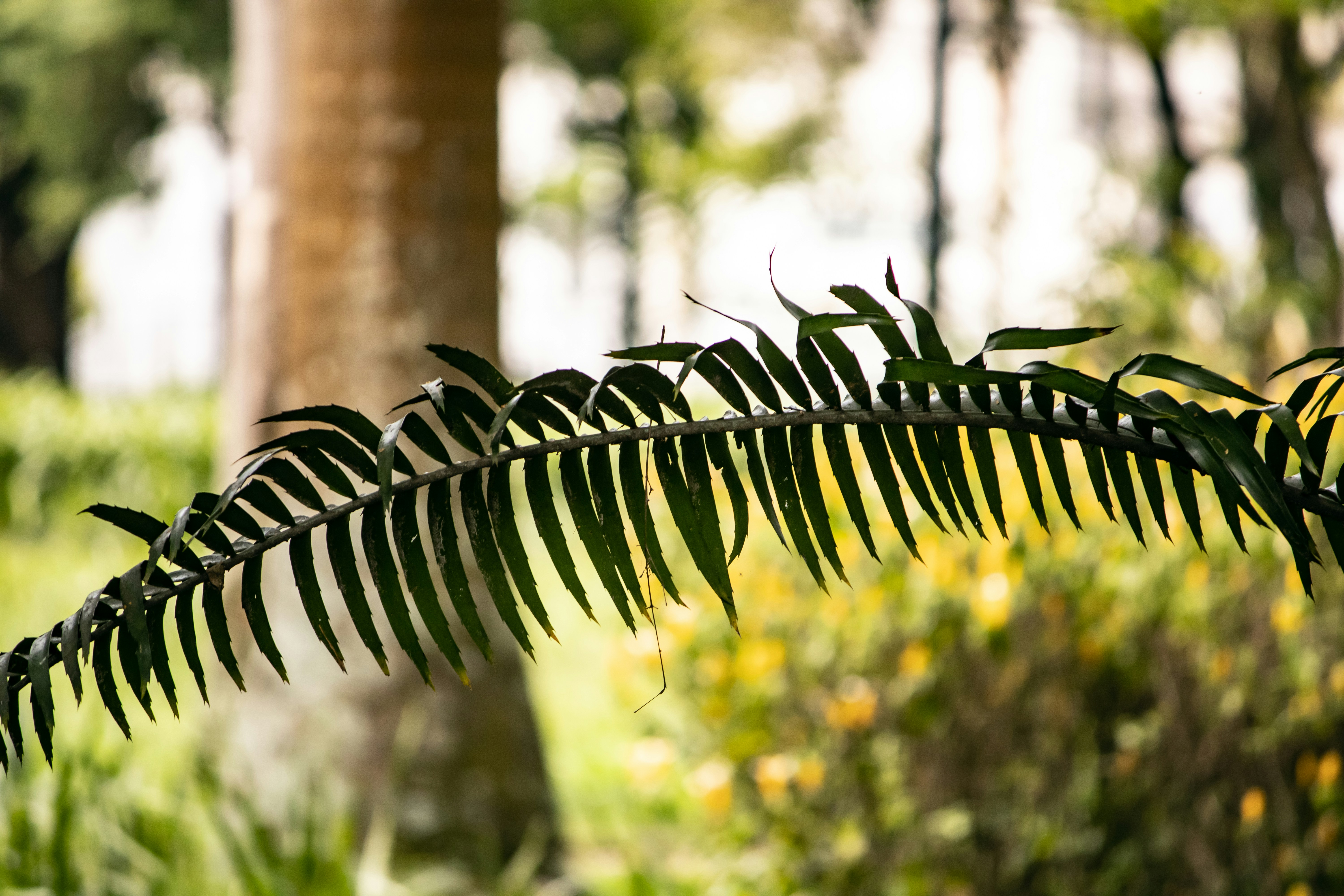 Curved fern frond gracefully frames a vibrant garden scene, with blurred foliage in the background. 