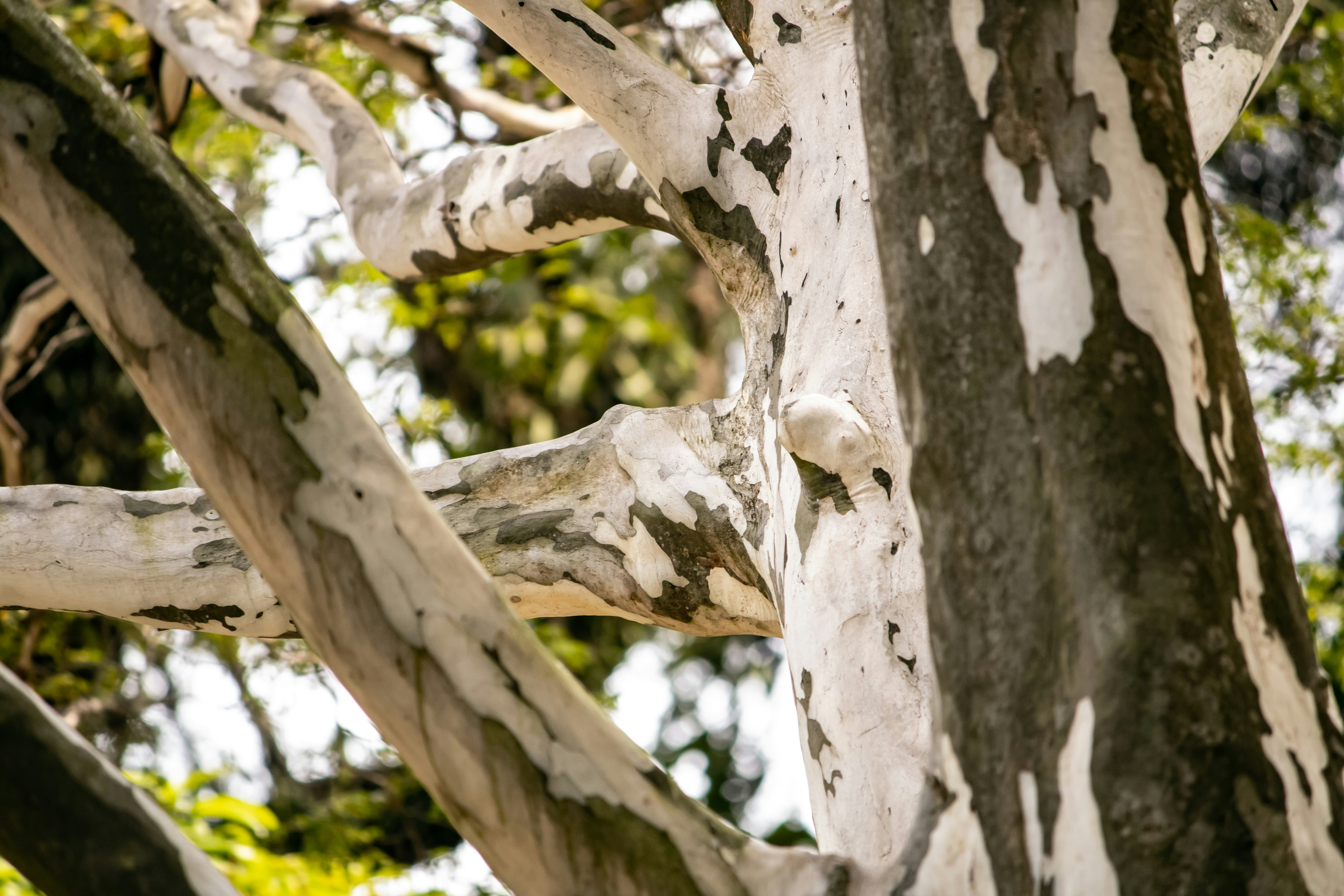 Interwoven Trunk: Sunlit Striations on Peeling Bark