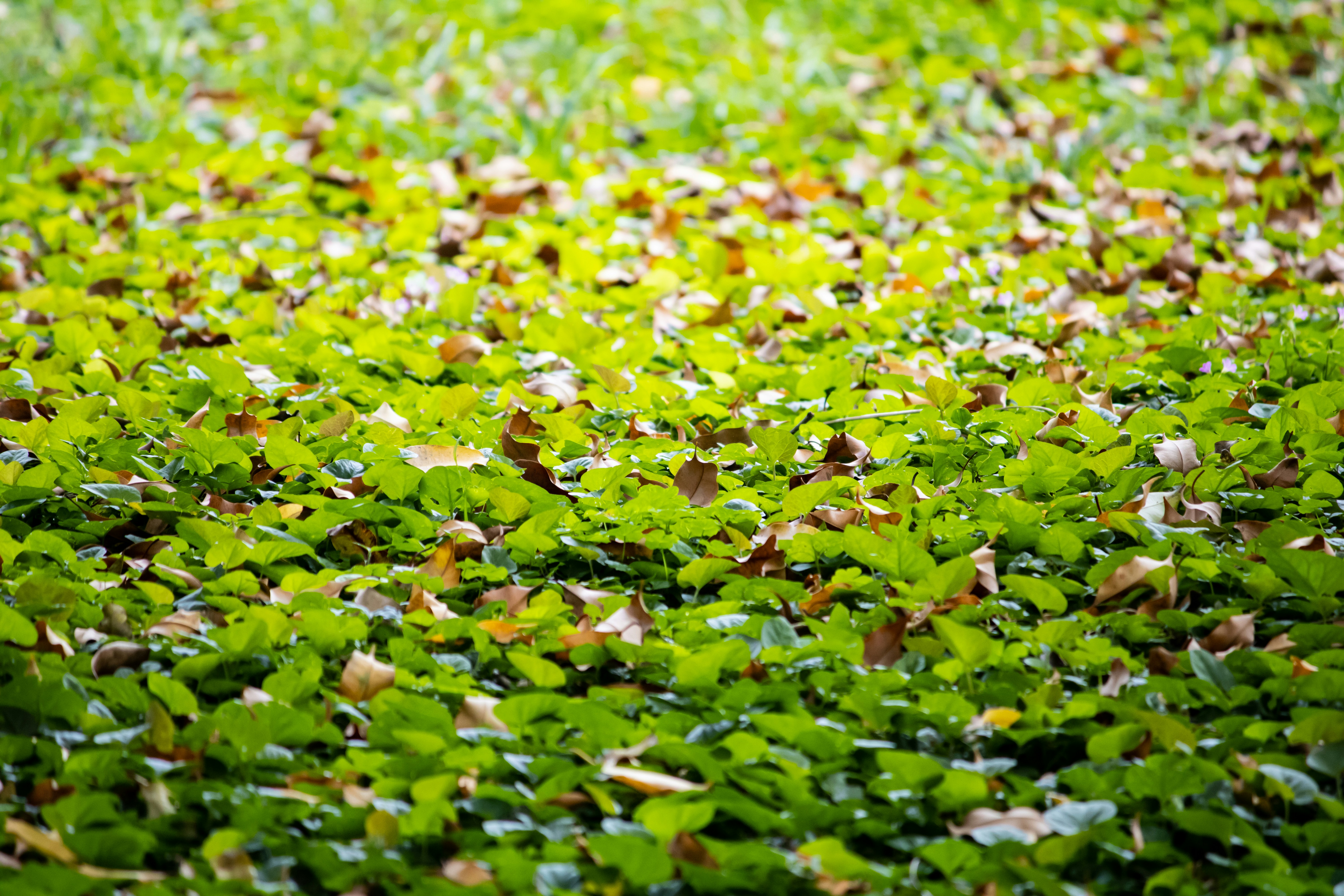 Emerald Patchwork: Dappled Light on a Leafy Carpet