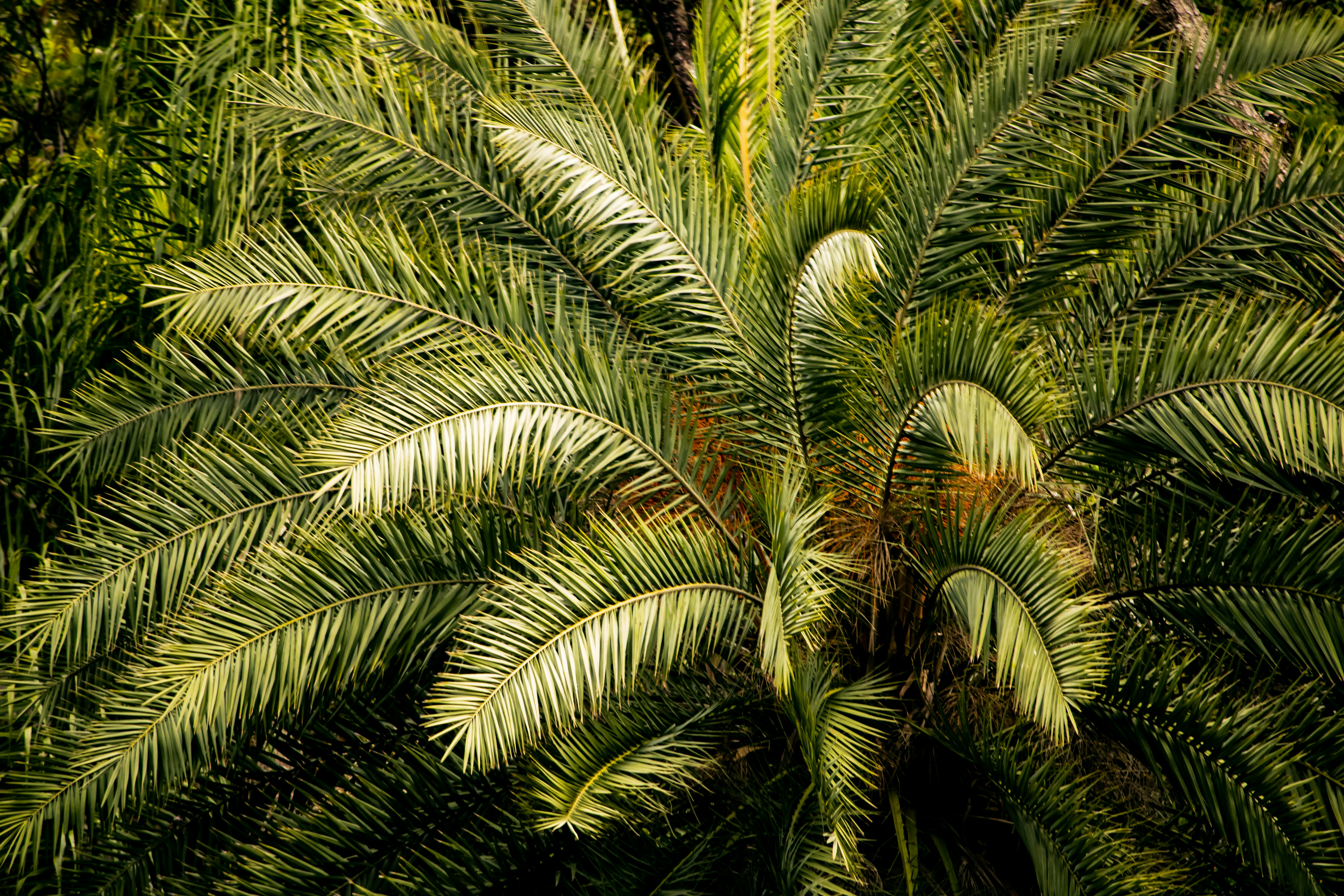 Sunlit Fronds: A Dense Palm Canopy in Emerald Light