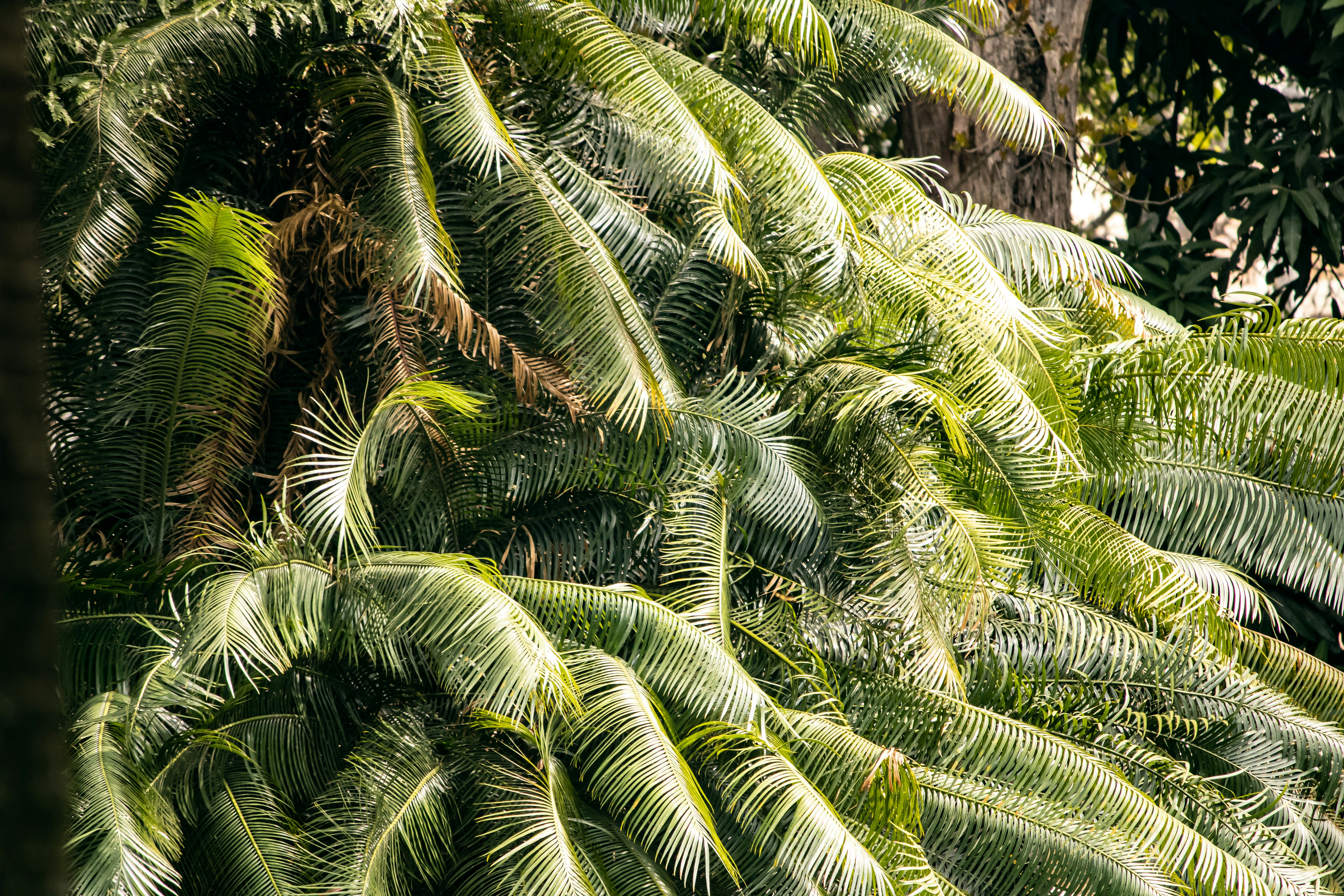 Sunlit Palm Weave: A Quiet Cascade of Green Fronds