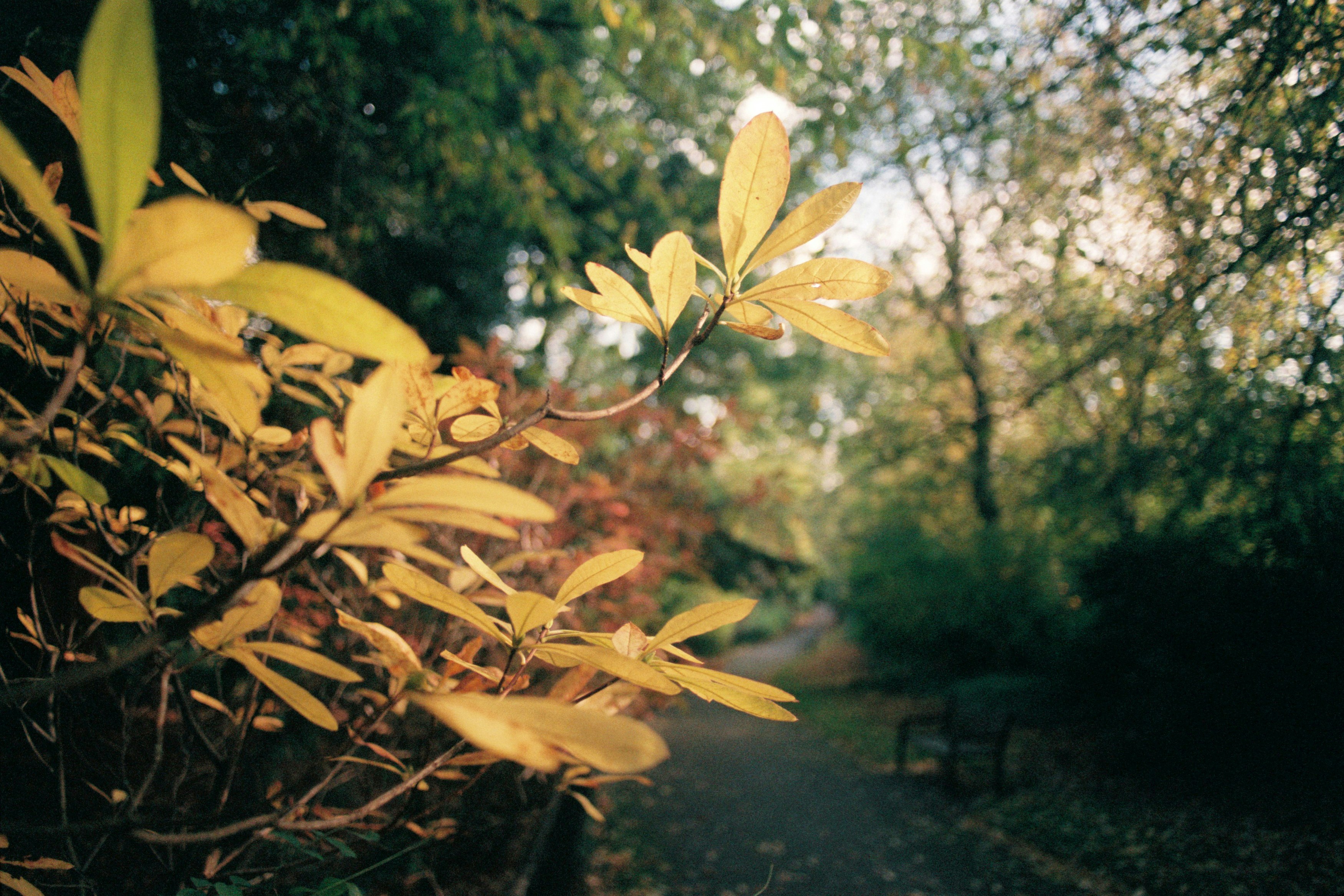 A photograph capturing amber leaves in the foreground framing a tranquil park path with a distant bench.