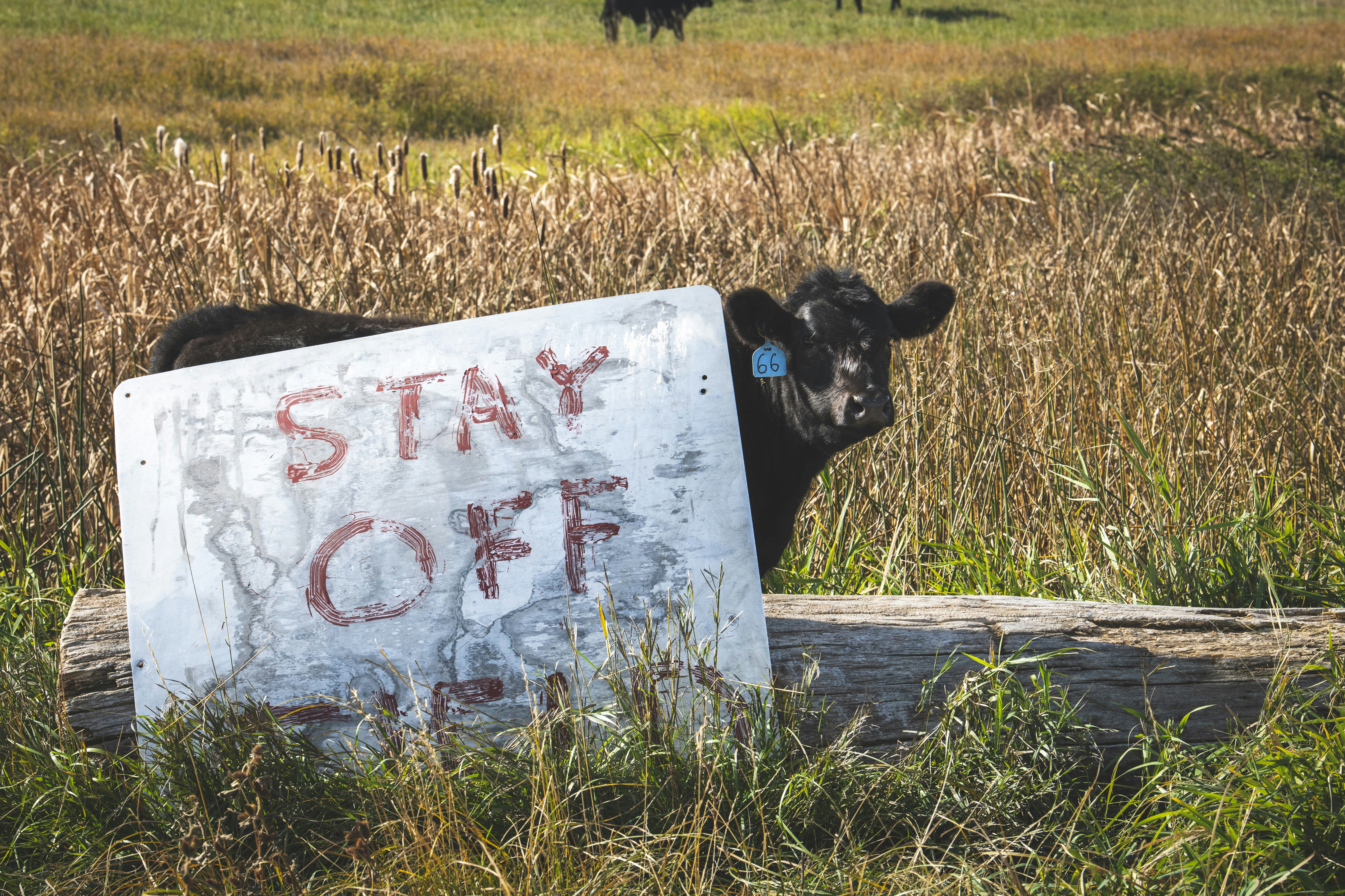 Graffitied Sign and Cautious Calf in a Sunlit Meadow