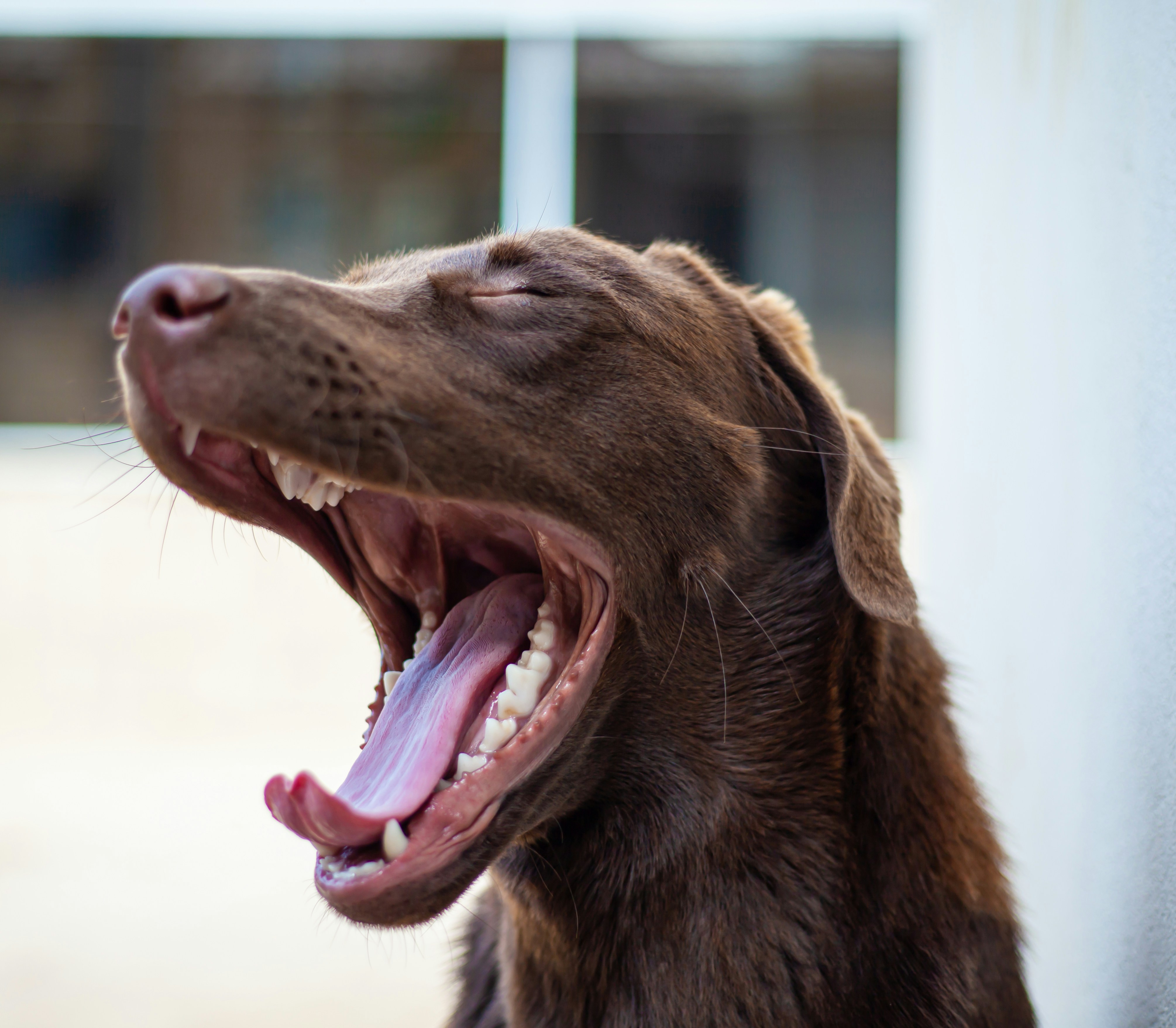 Yawning Brown Labrador: A Moment of Ferocious Fresh Air