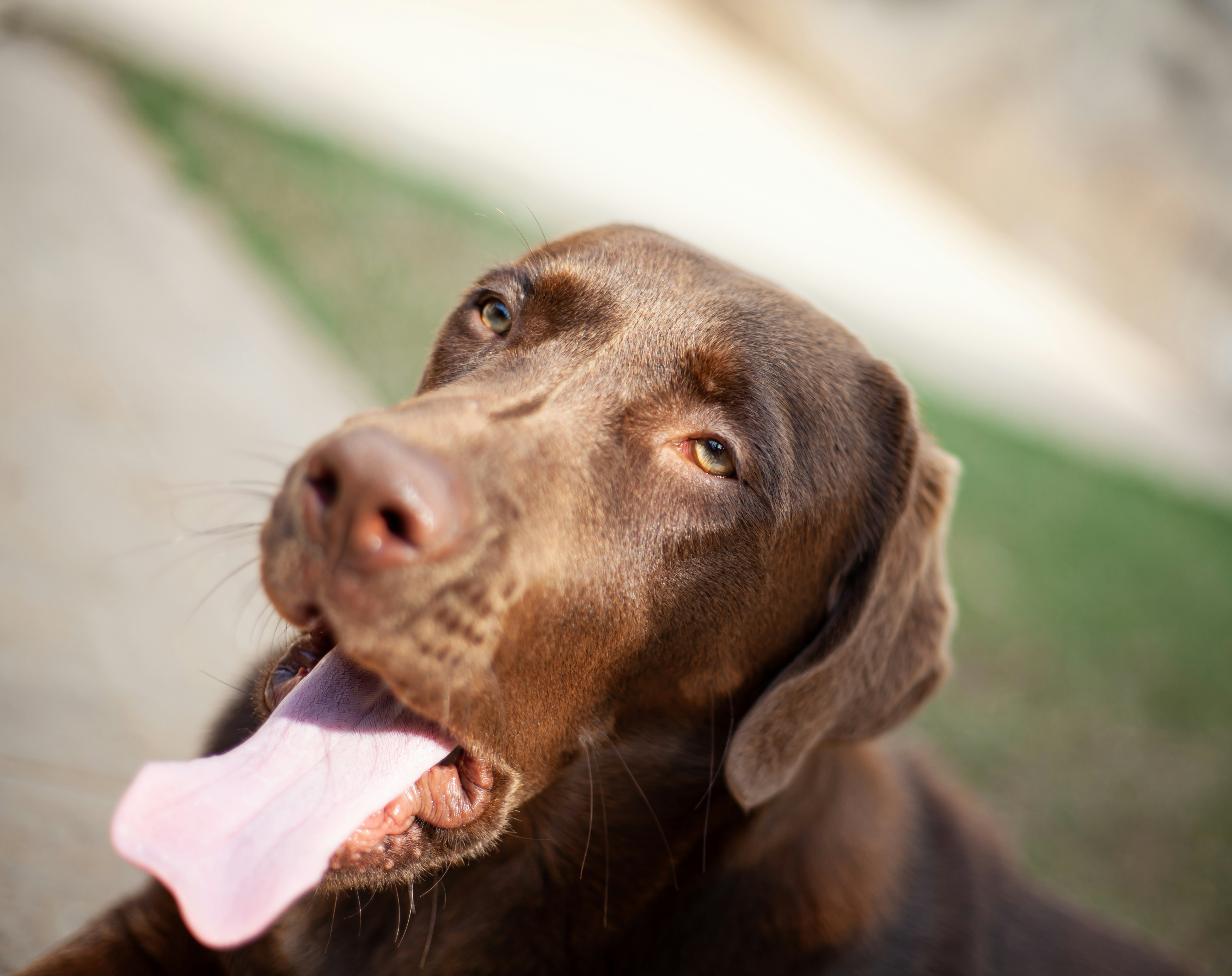 Tilted Gaze, Open Tongue: A Brown Labrador Close-Up