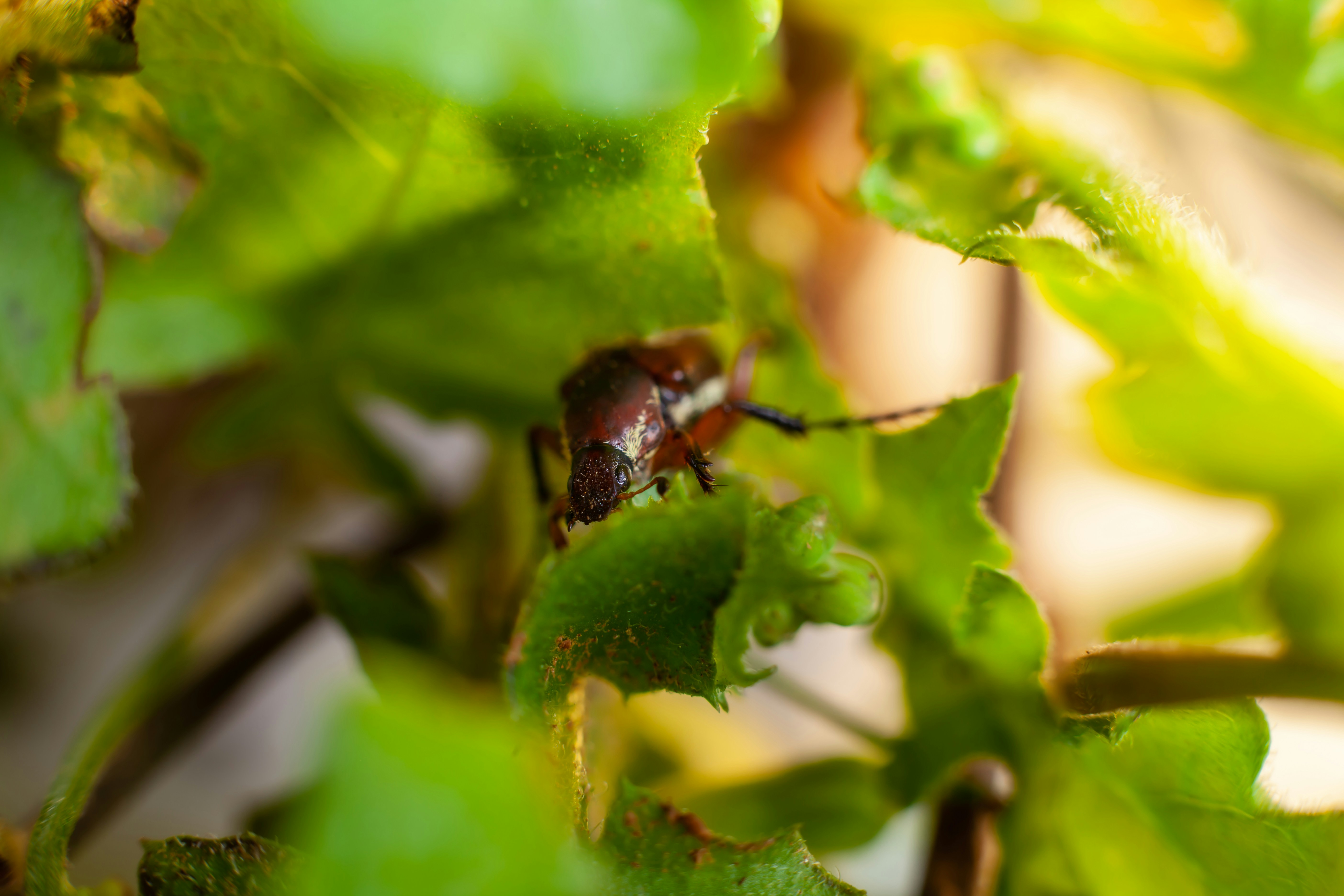 A close up of a bug on a leaf photo – Free Leaf Image on Unsplash