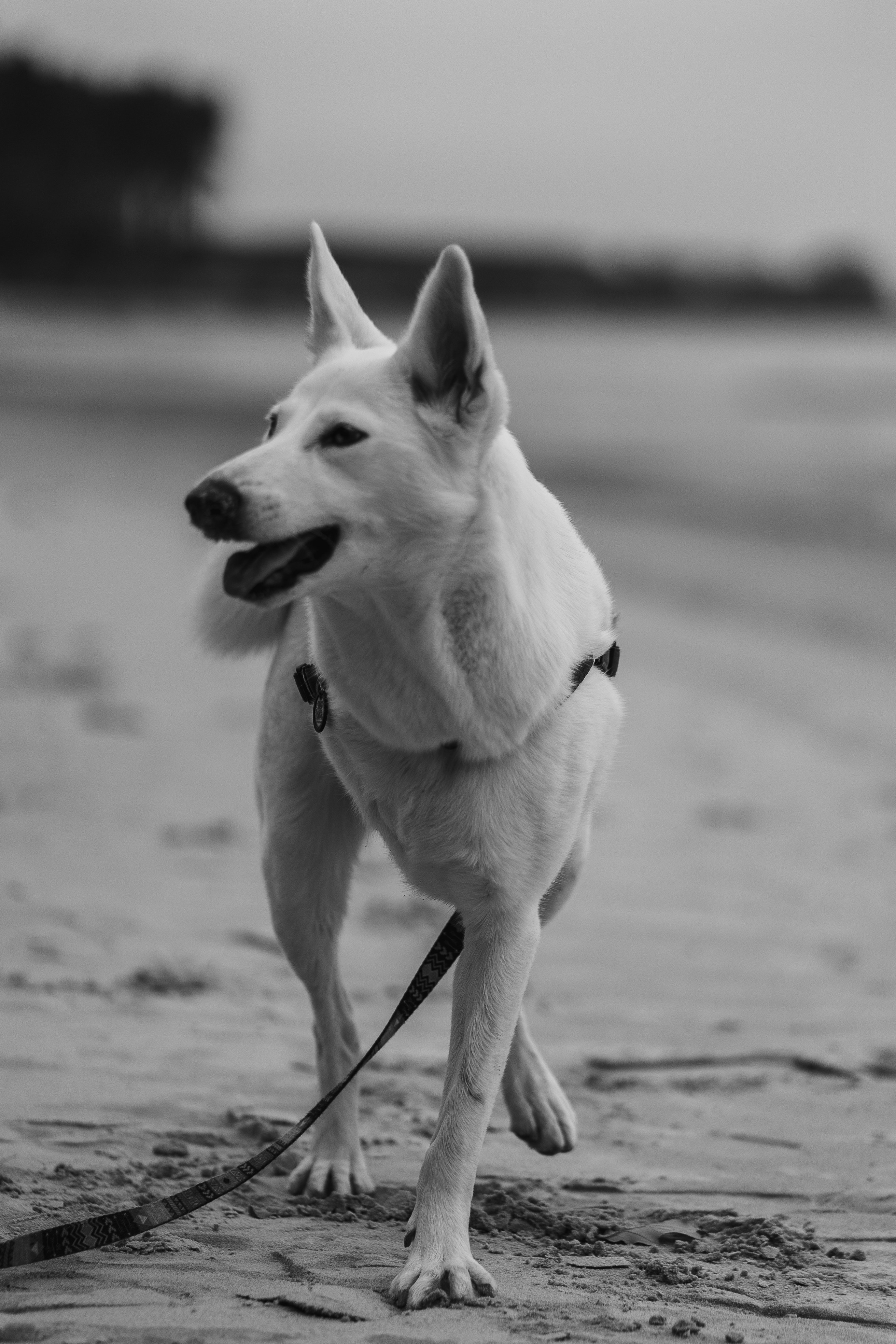 A dog on a leash photo – Free Animal Image on Unsplash