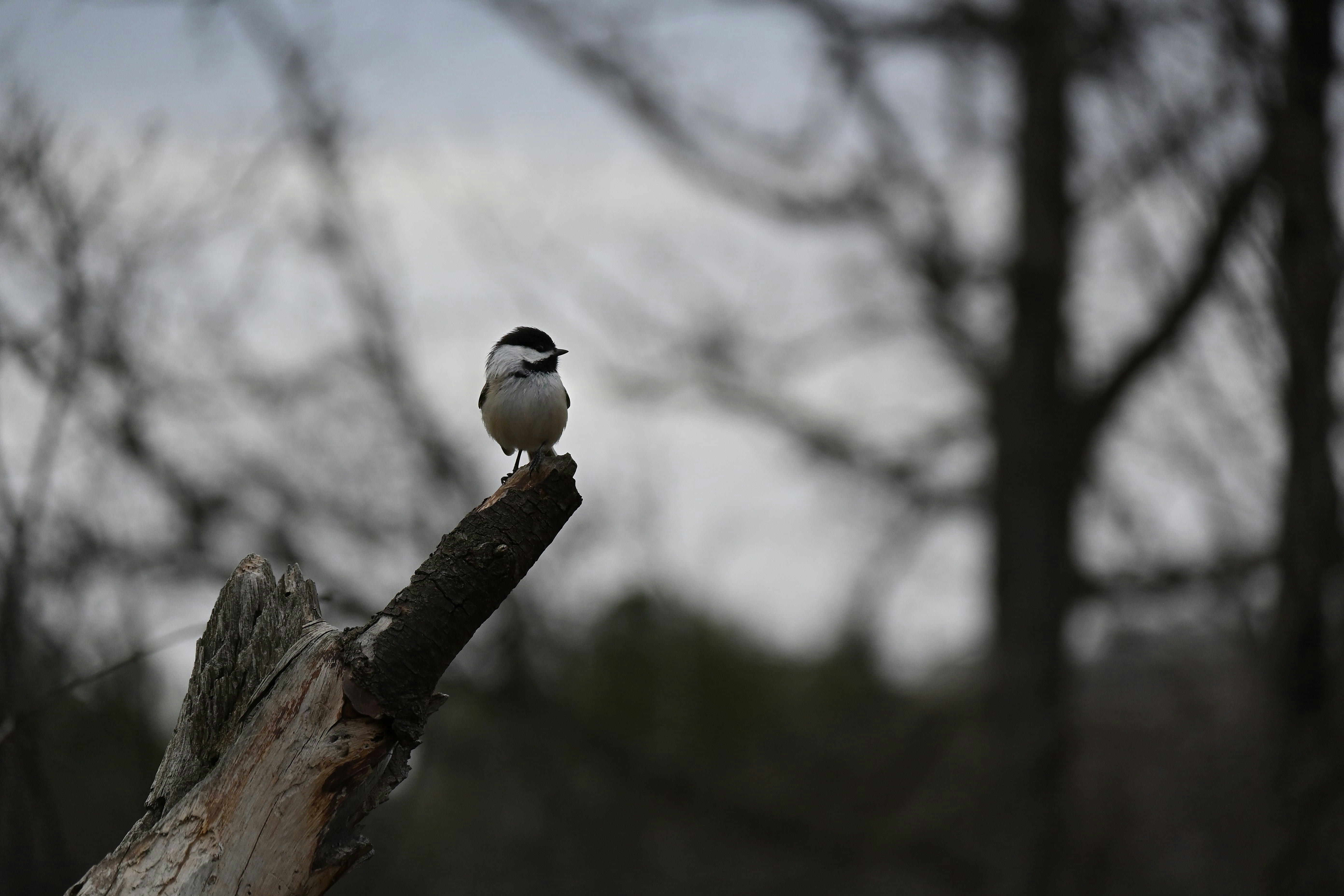 A Carolina chickadee at Mud Lake Trail, Ottawa