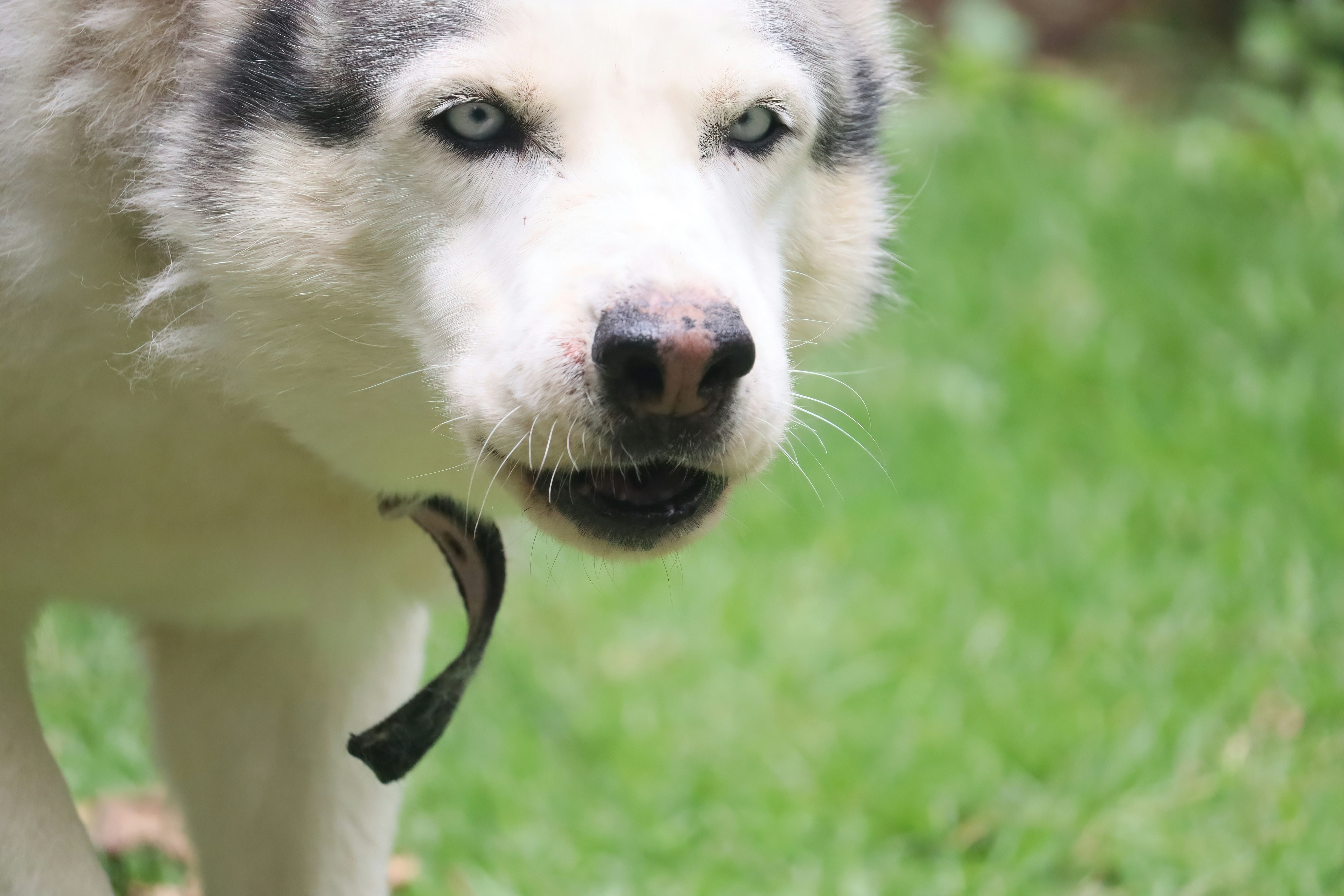 Un chien avec un bâton dans la gueule photo – Photo Animal Gratuite sur ...