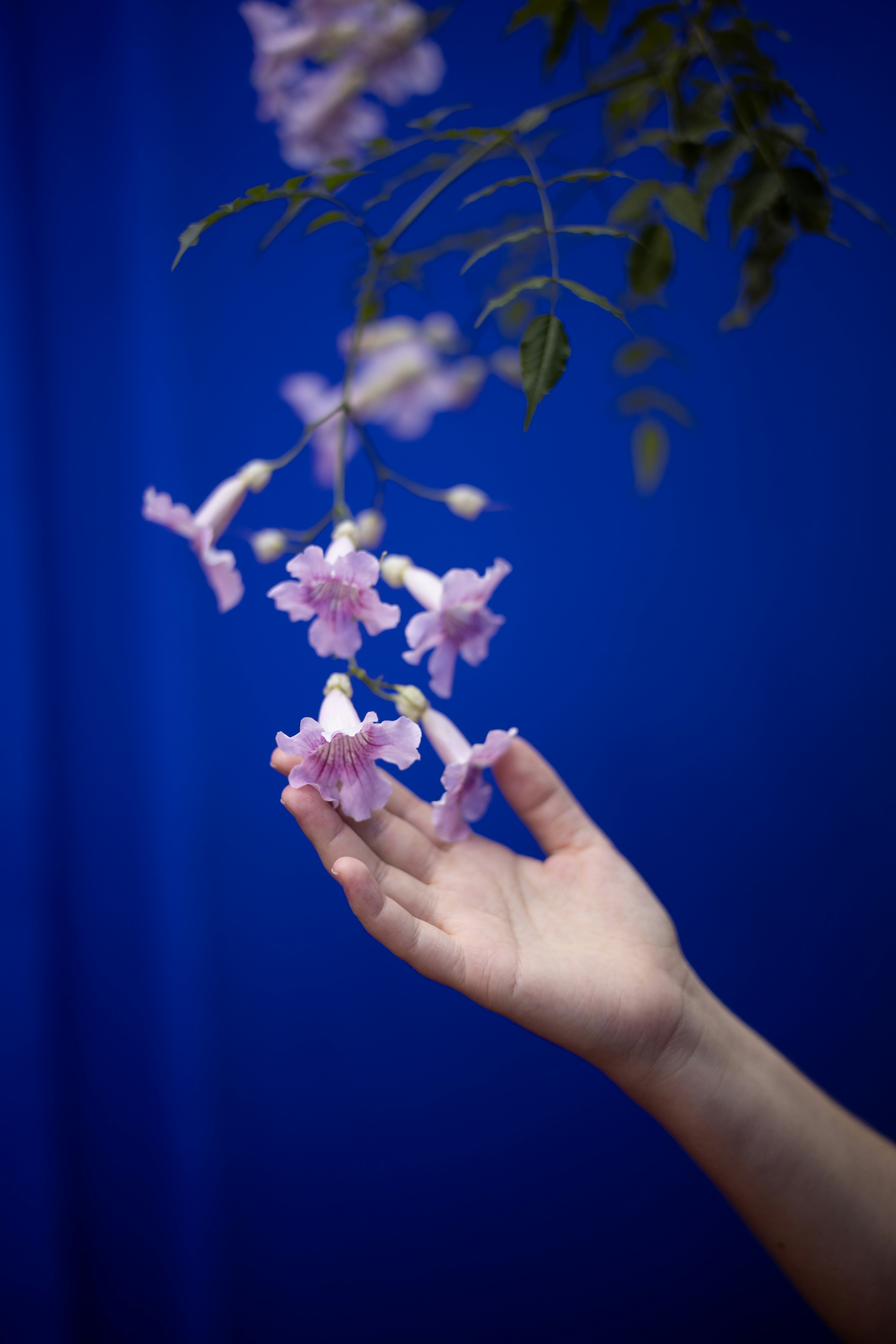 Gentle Bloom in Blue Velvet: A Hands Reach for Pink Orchid Hues