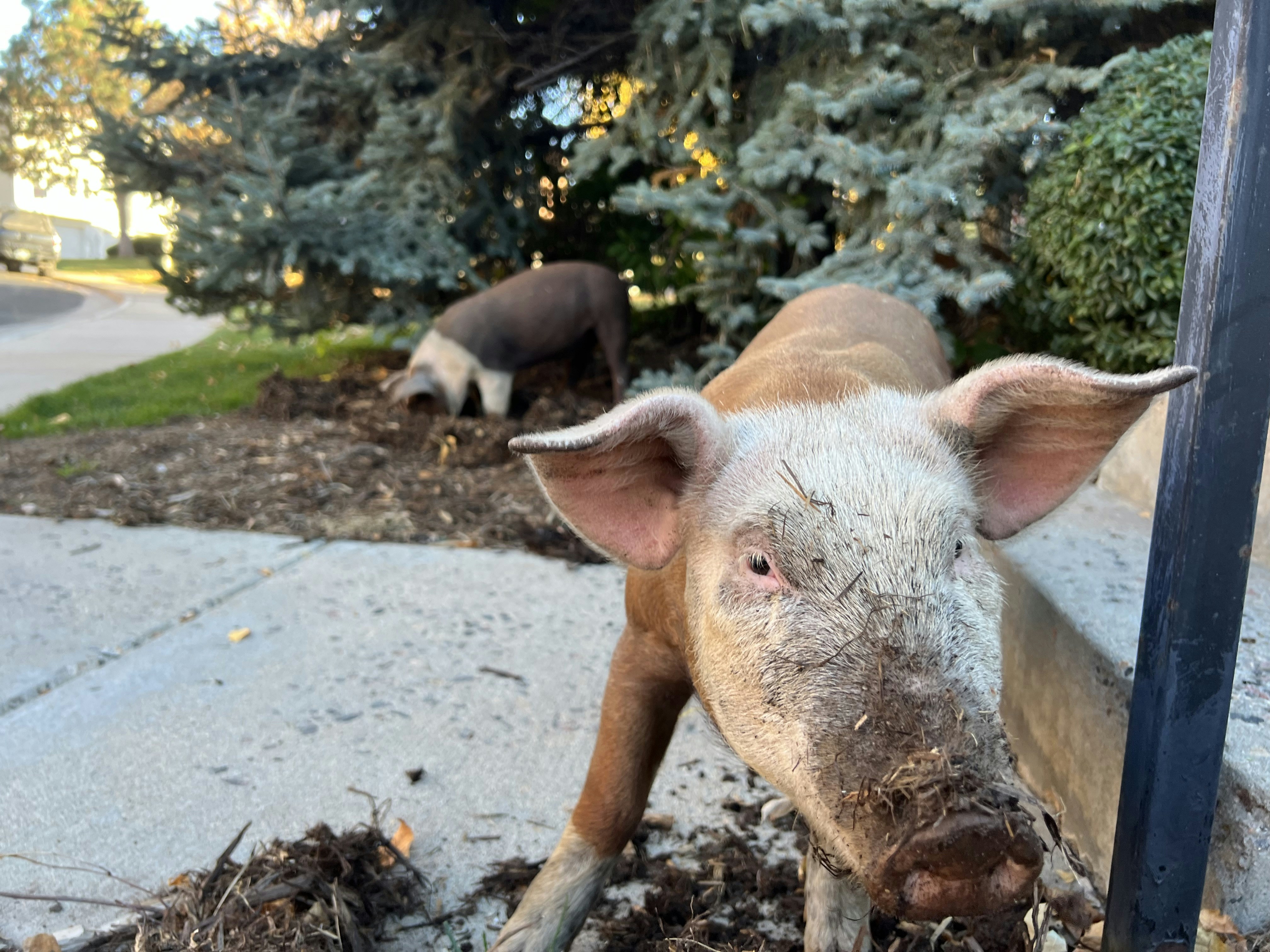 Pigs