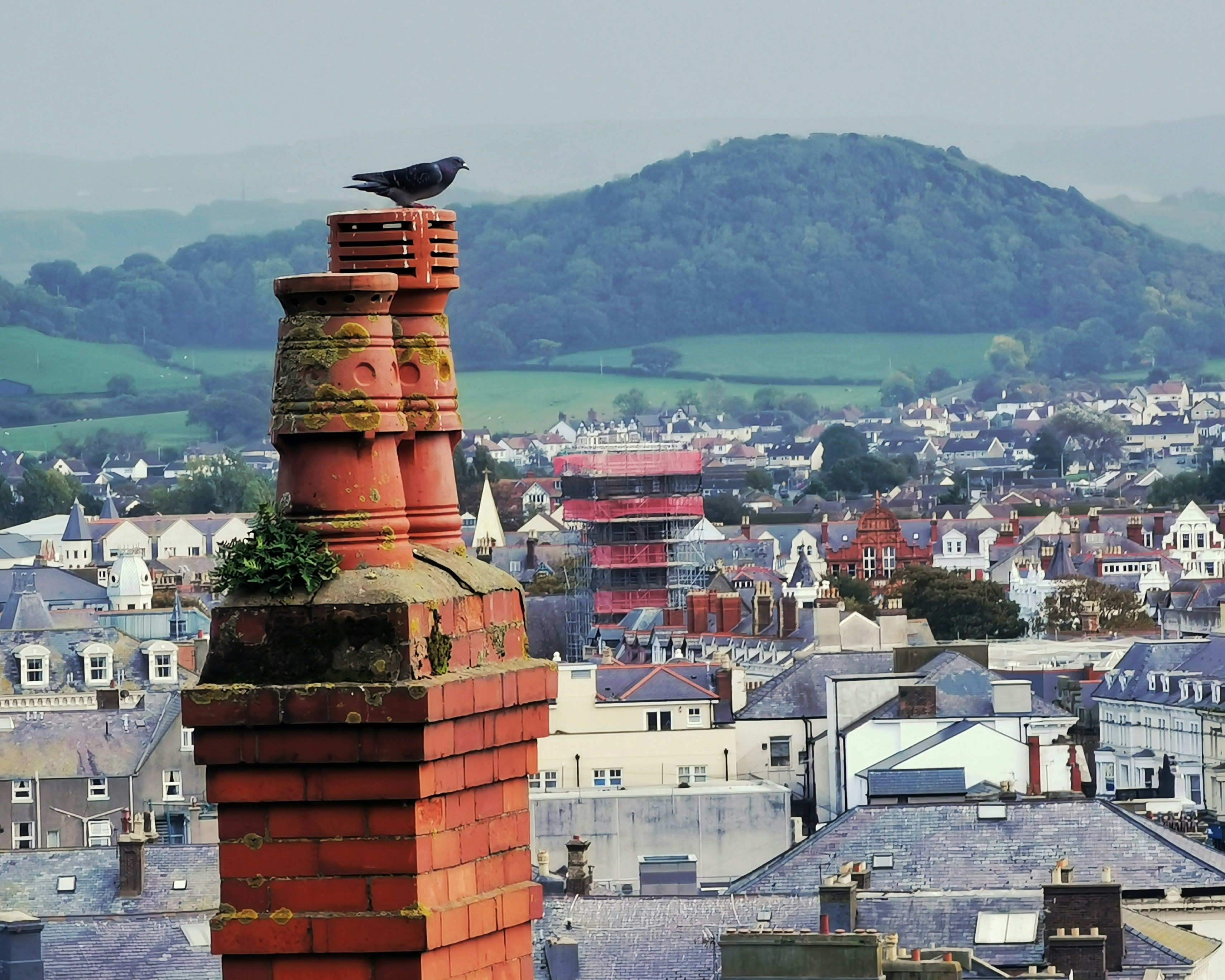 Chimney Sentinel: Bird Over a Patchwork Town