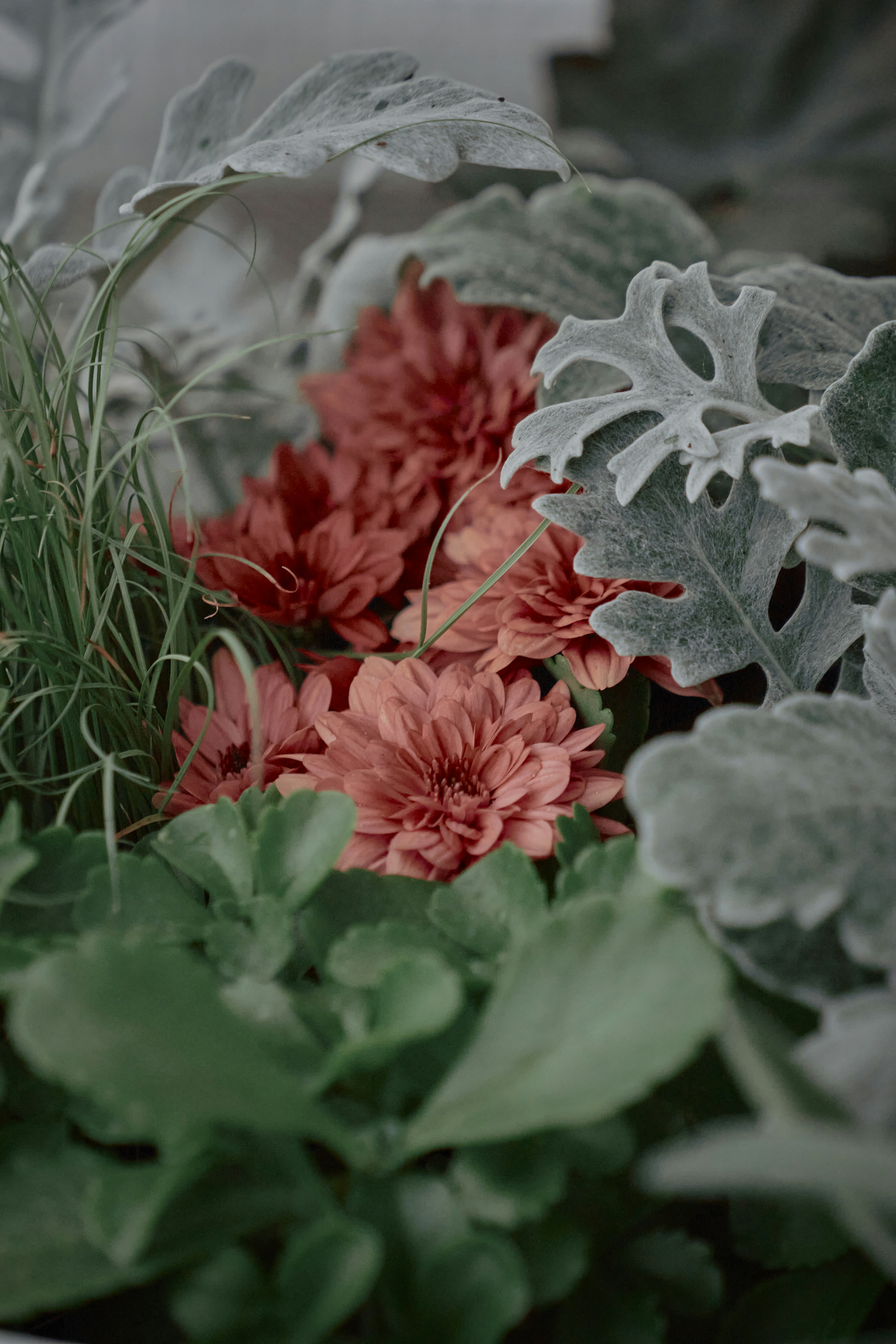 Crimson Dahlias Nestled Among Silvery Dusty Miller and Lush Greenery