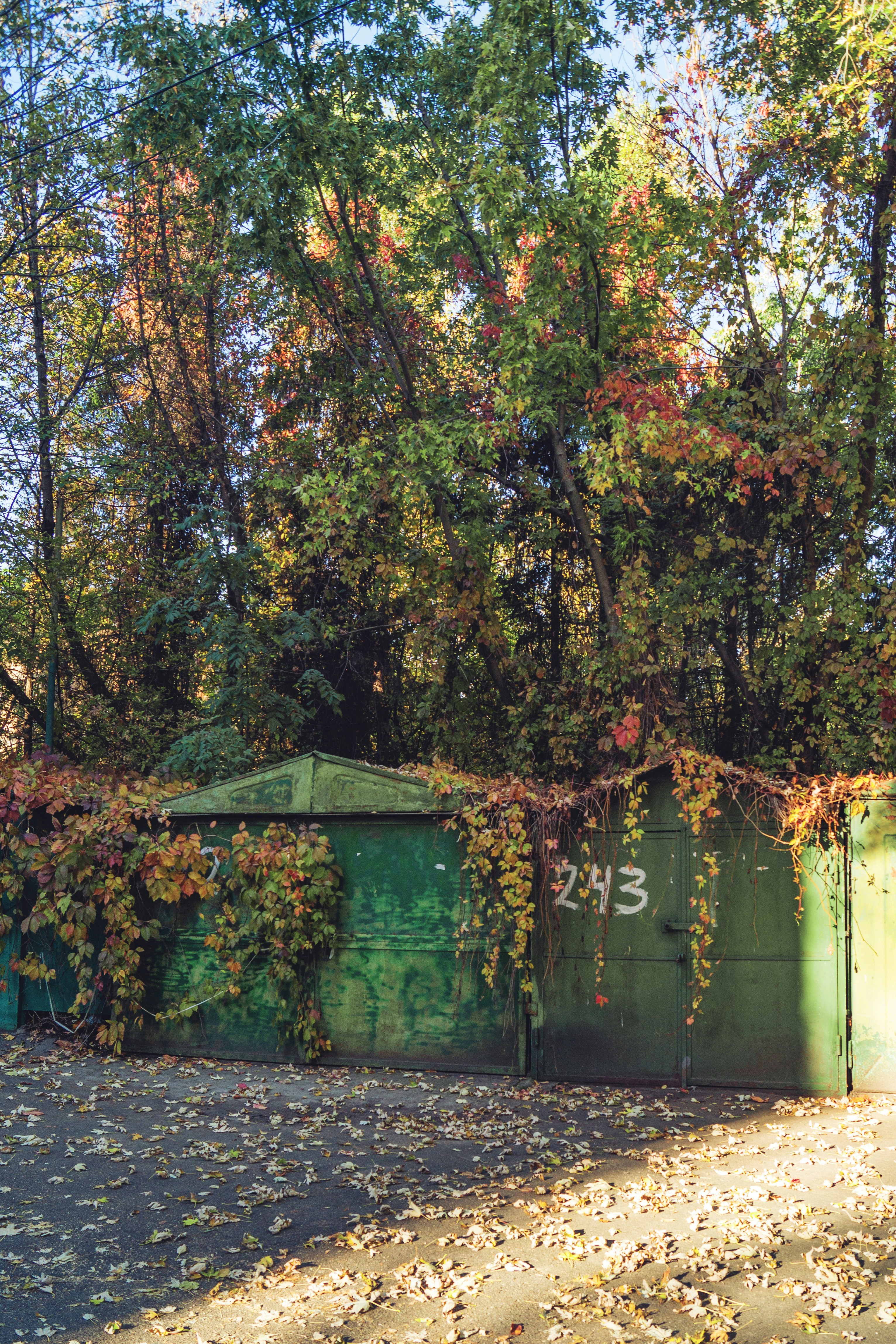 A shed with trees around it photo – Free Garage Image on Unsplash