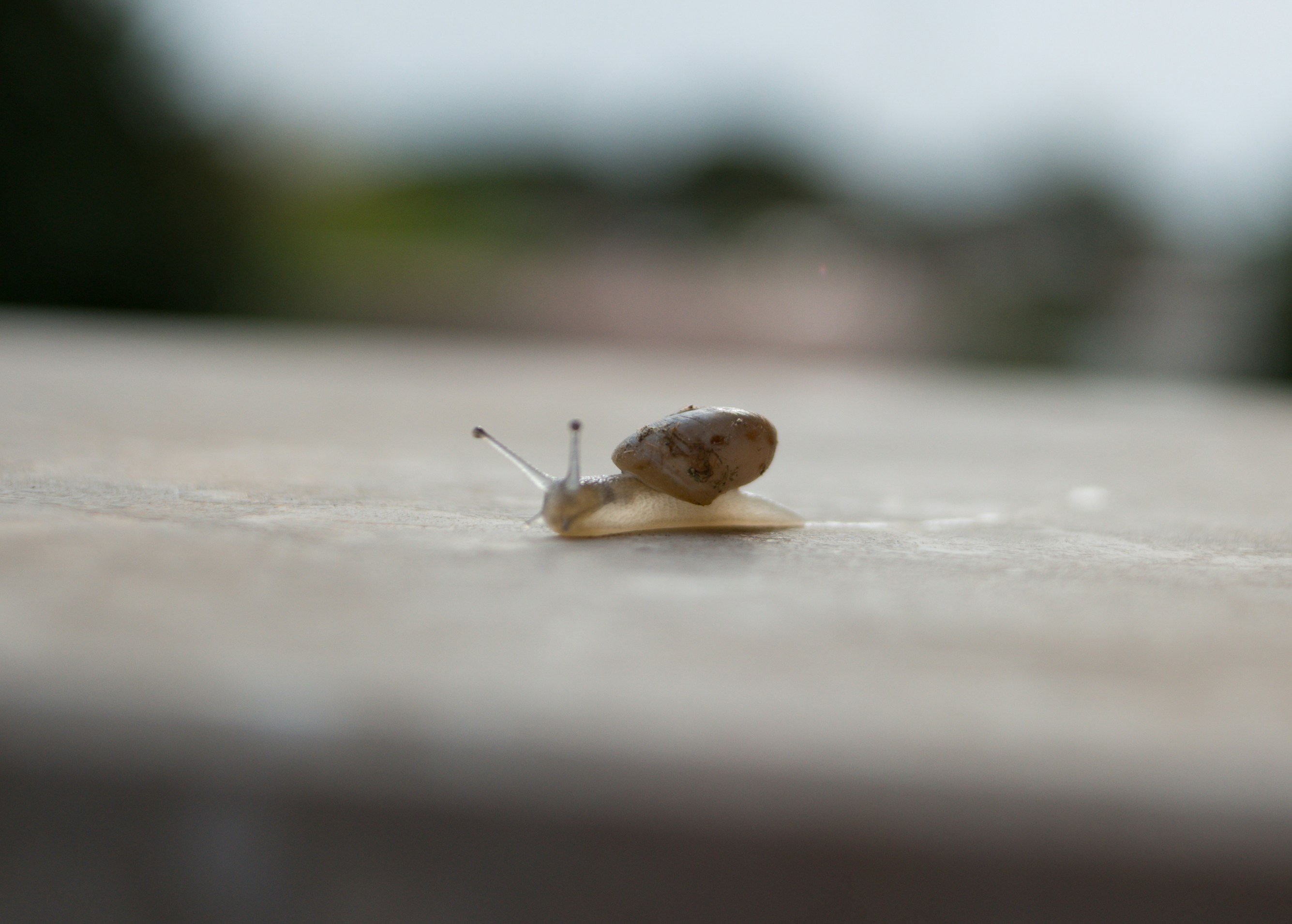 A snail on a wood surface photo – Free Italy Image on Unsplash