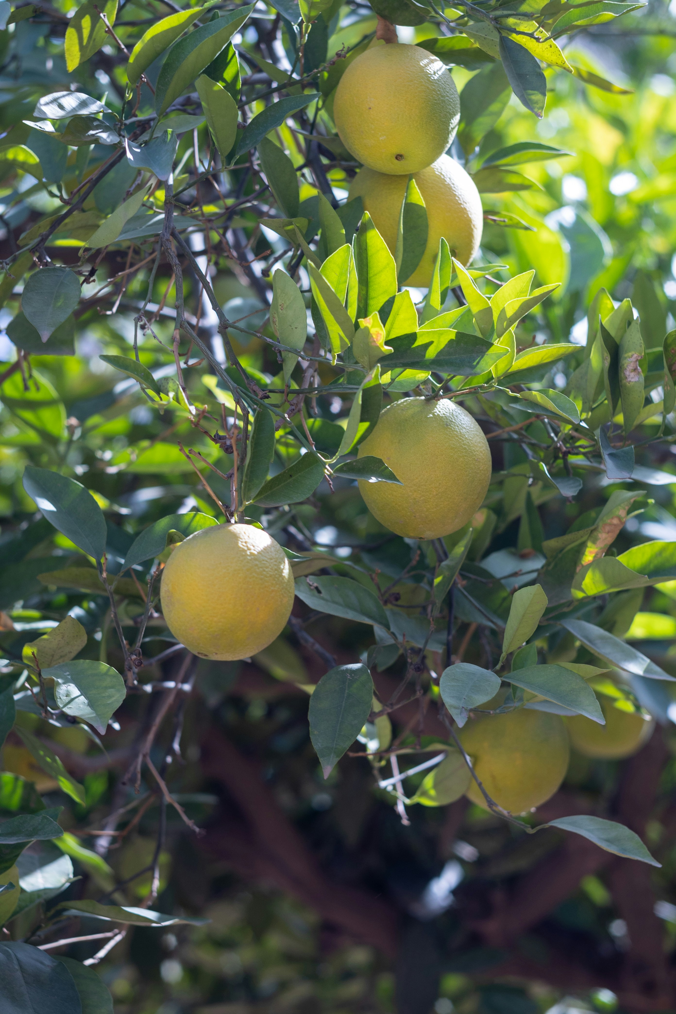 A group of lemons on a tree photo – Free Citrus fruit Image on Unsplash