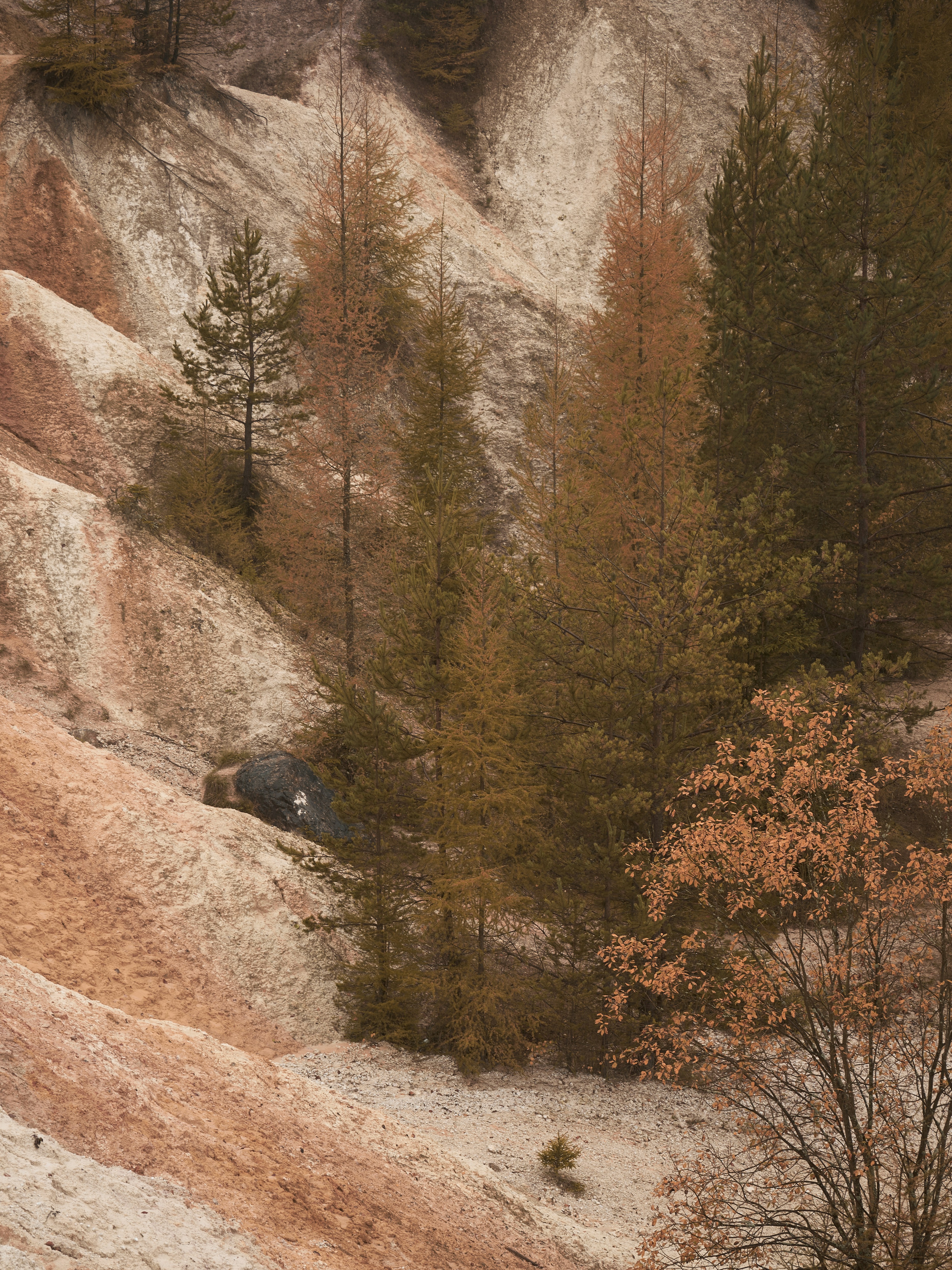 A rocky cliff with trees photo – Free Nature Image on Unsplash
