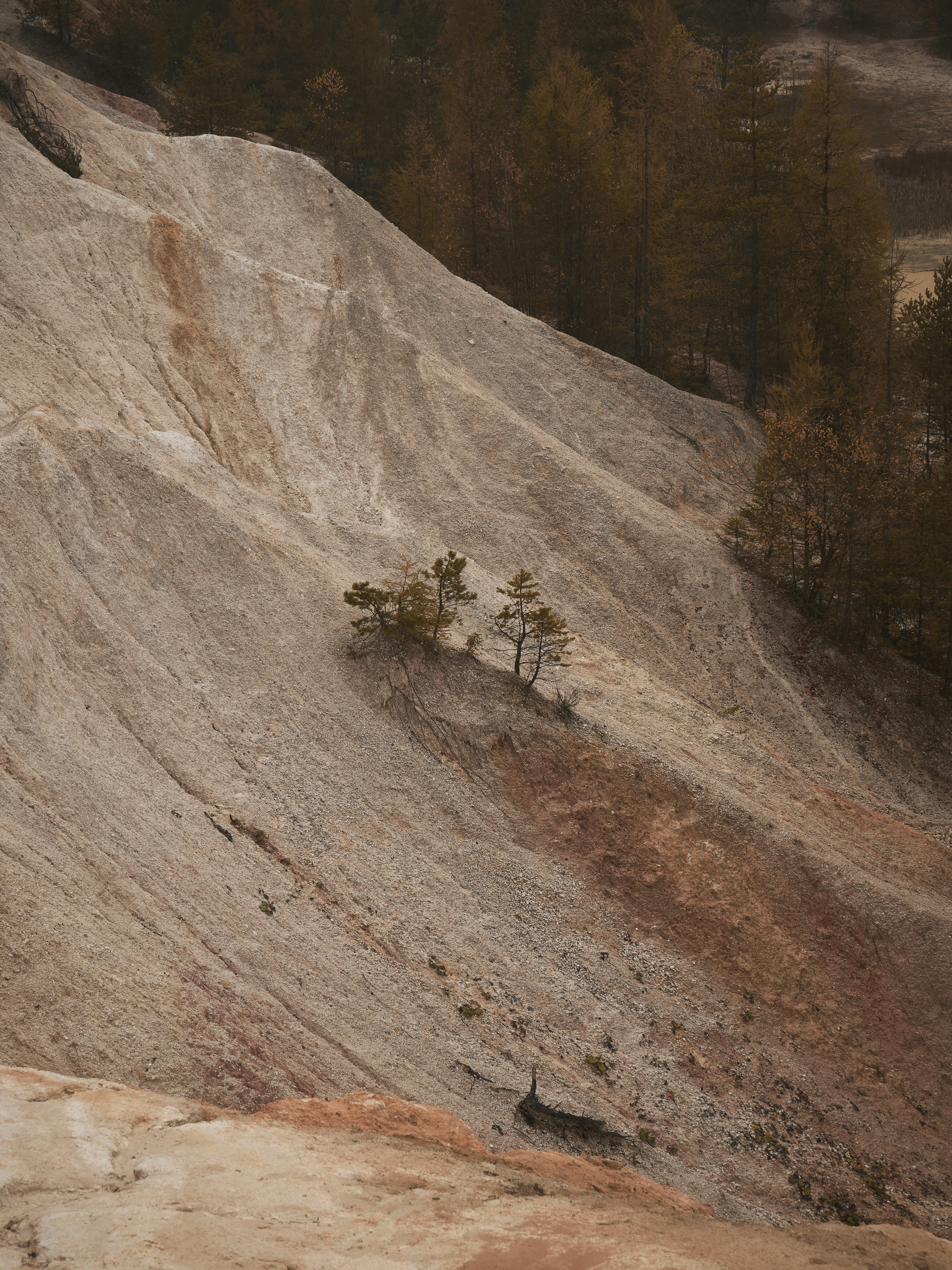Grove Clinging to a Weathered Slope: Pines in Eroded Terrain