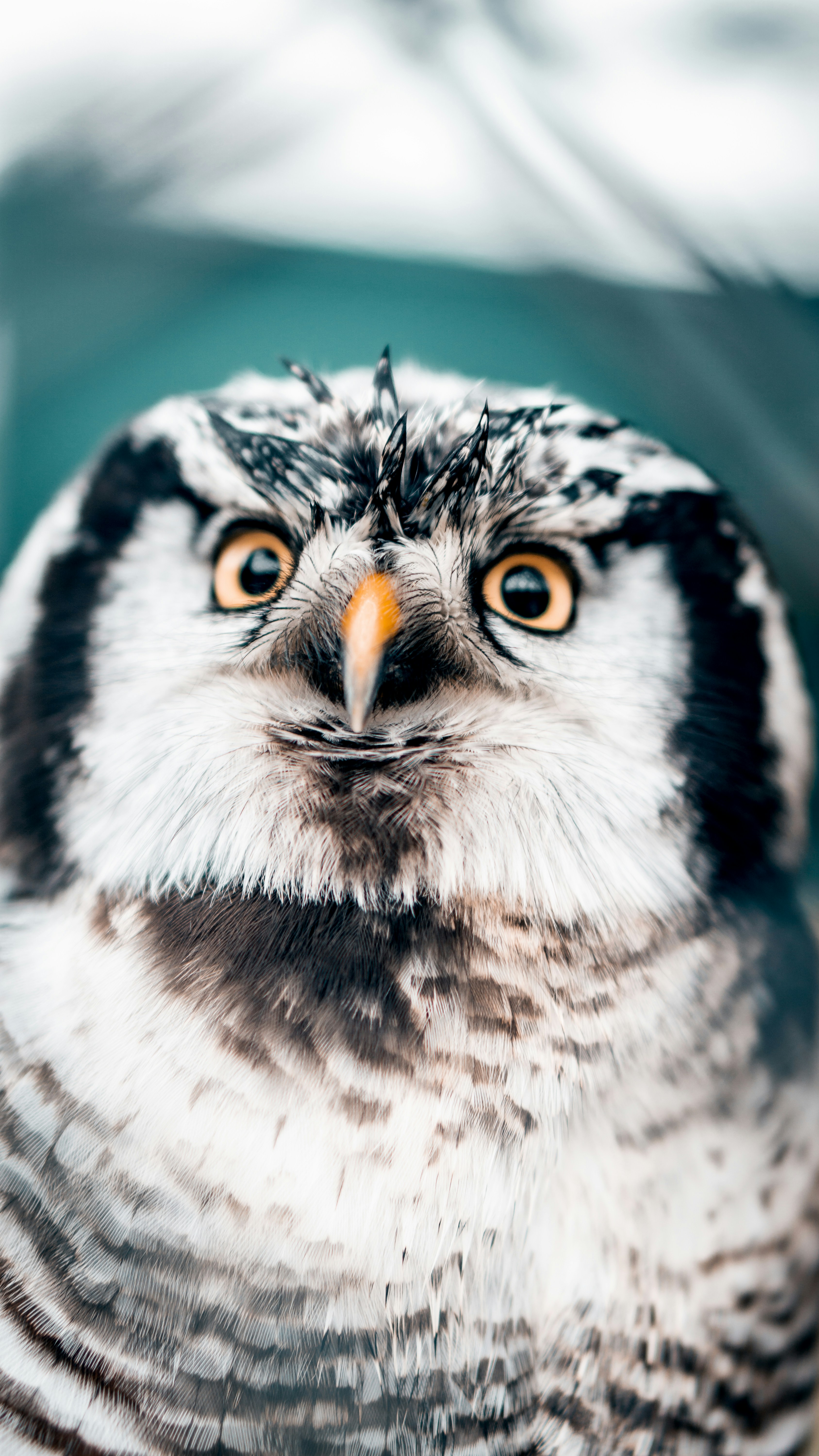 Owl photo shot on Sony Alpha 6000