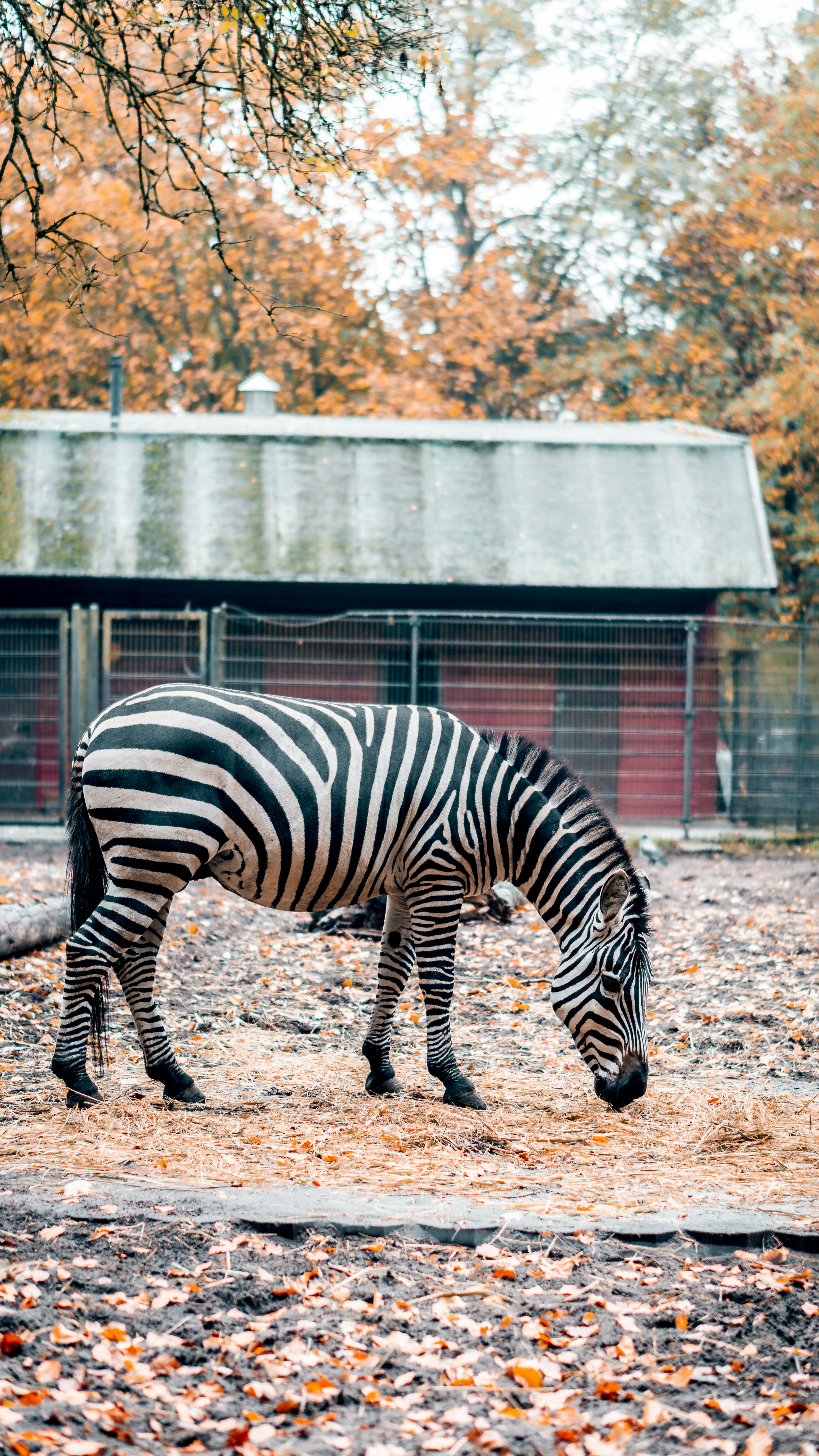 A zebra eating leaves photo – Free Zebra Image on Unsplash