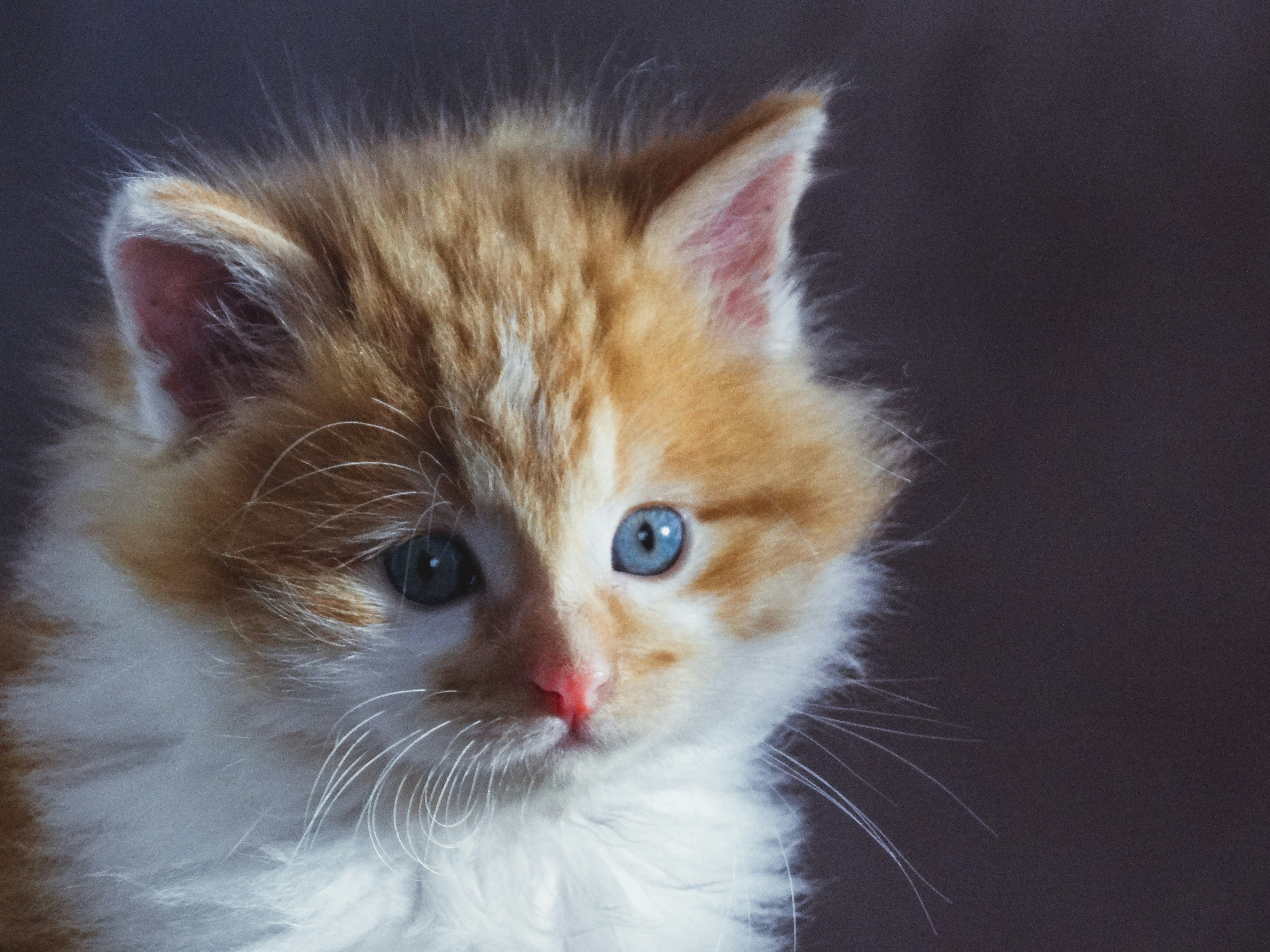 Fluffy orange and white kitten gazing inquisitively with bright blue eyes, showcasing its playful spirit.