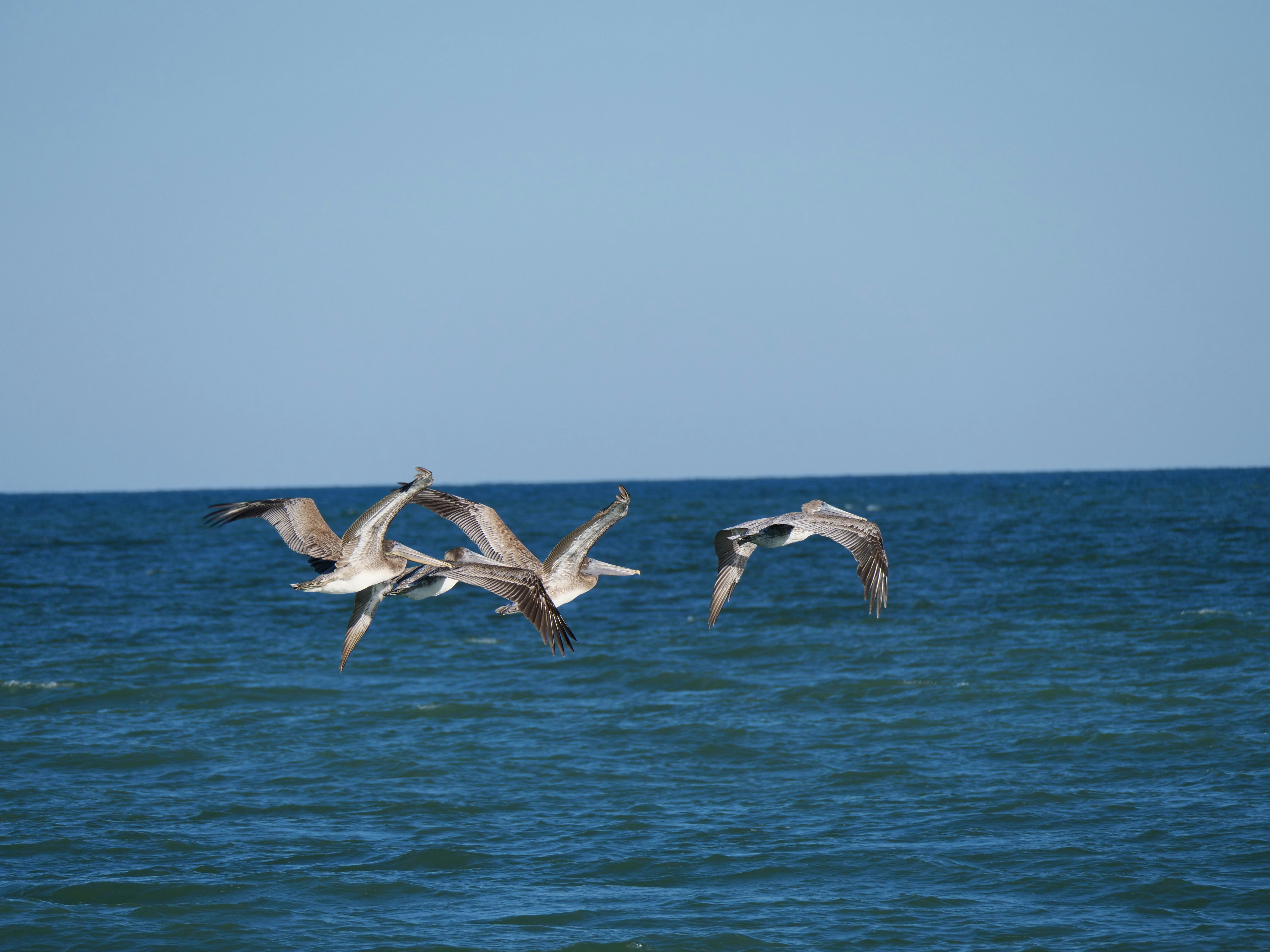 Birds flying over water photo – Free Pelicans ocean Image on Unsplash