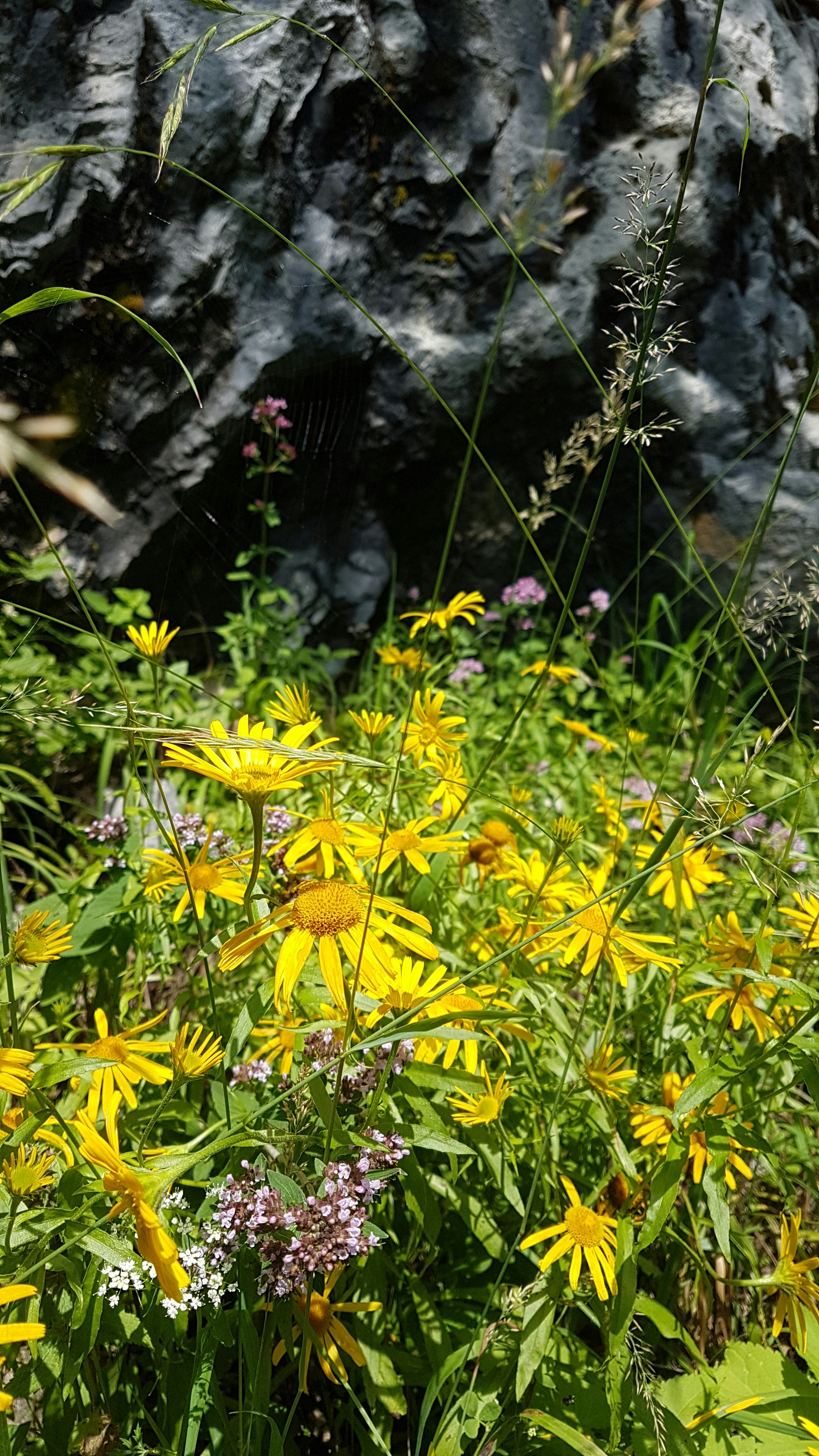 Sunlit Meadow: Golden Blooms Surging Before a Rocky Backdrop