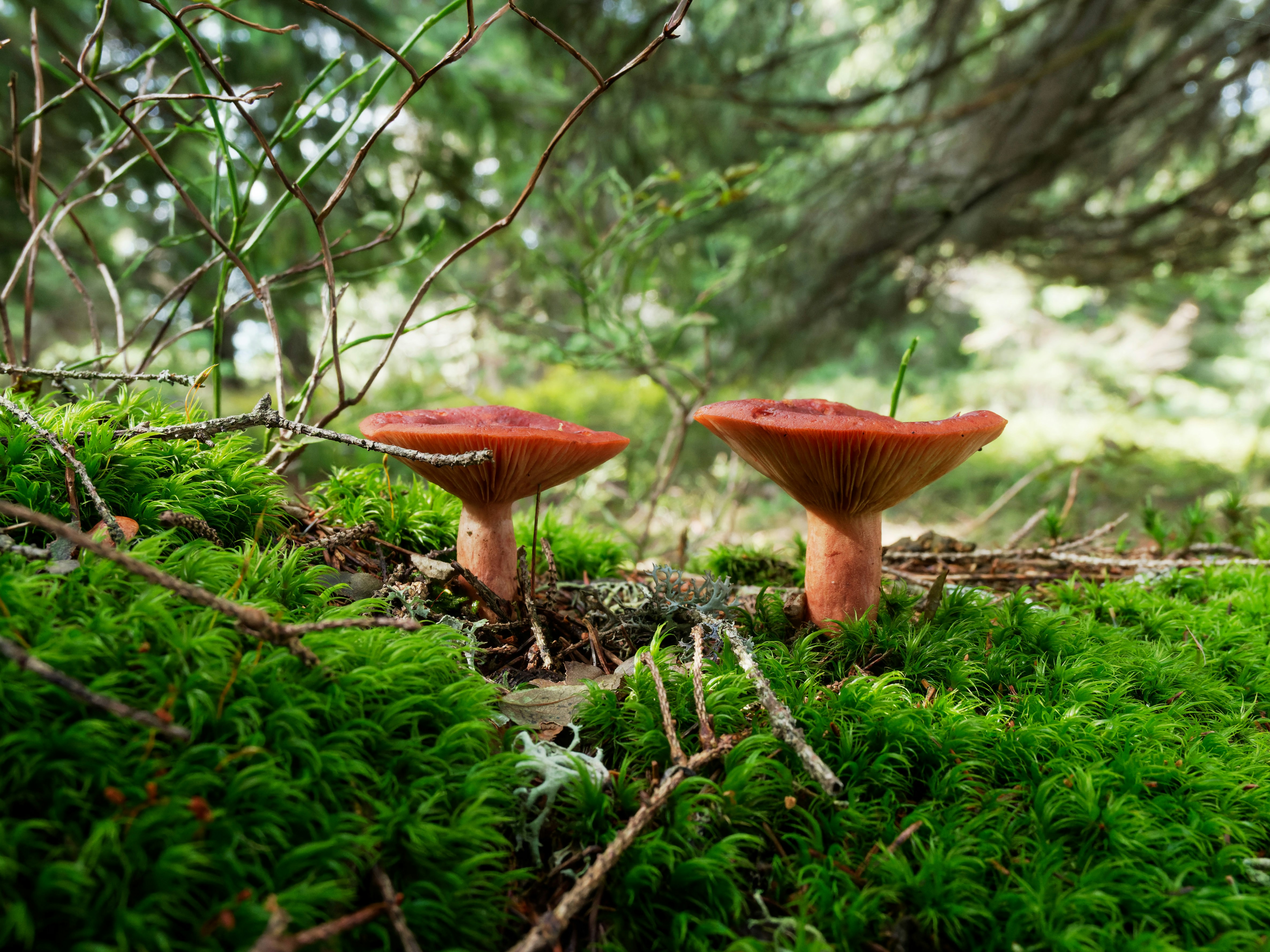 Whimsical Forest Fungi: Nature's Hidden Gems
