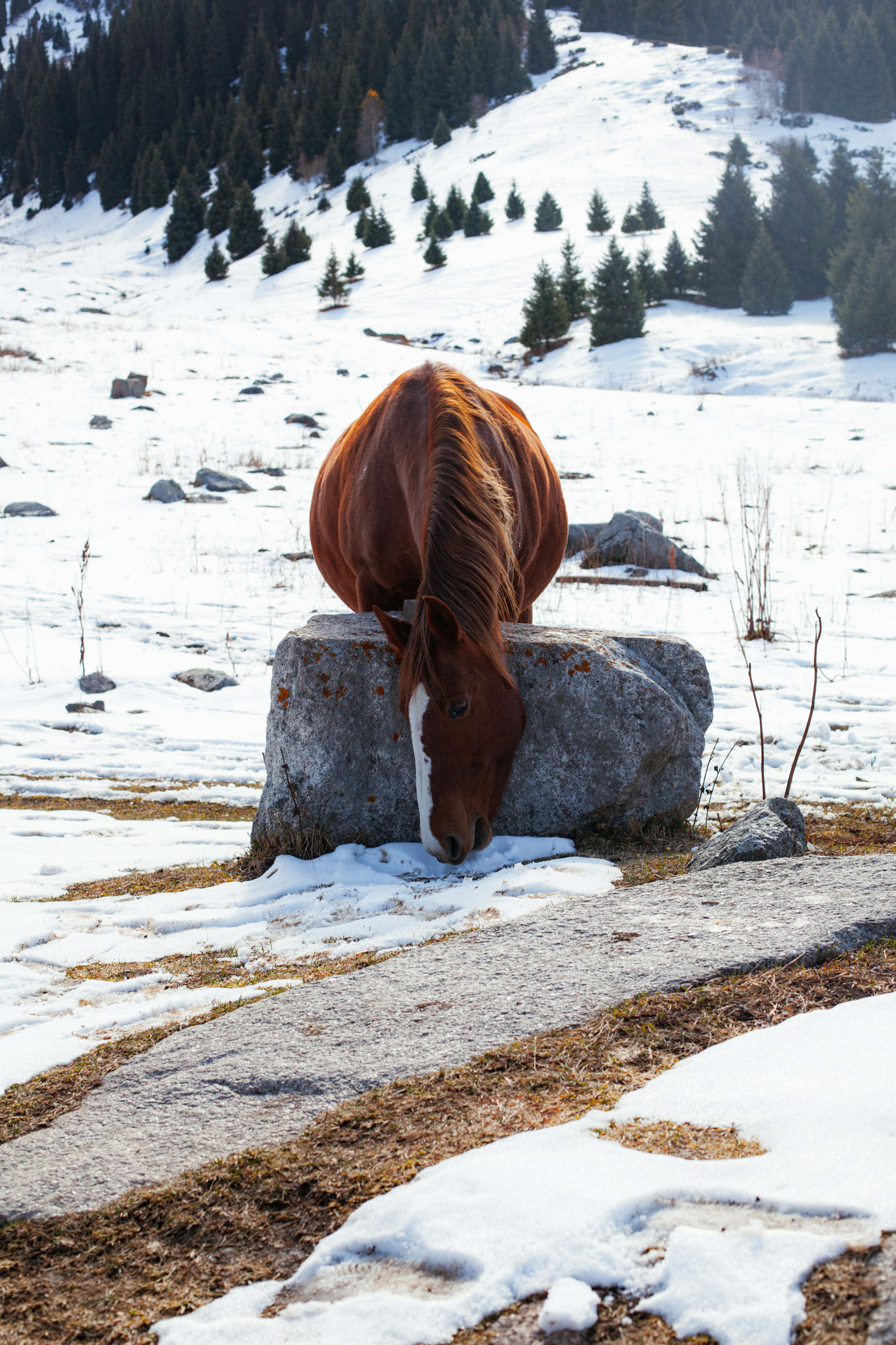Winter Rest: Chestnut Horse Nuzzles a Granite Block Amid Snow