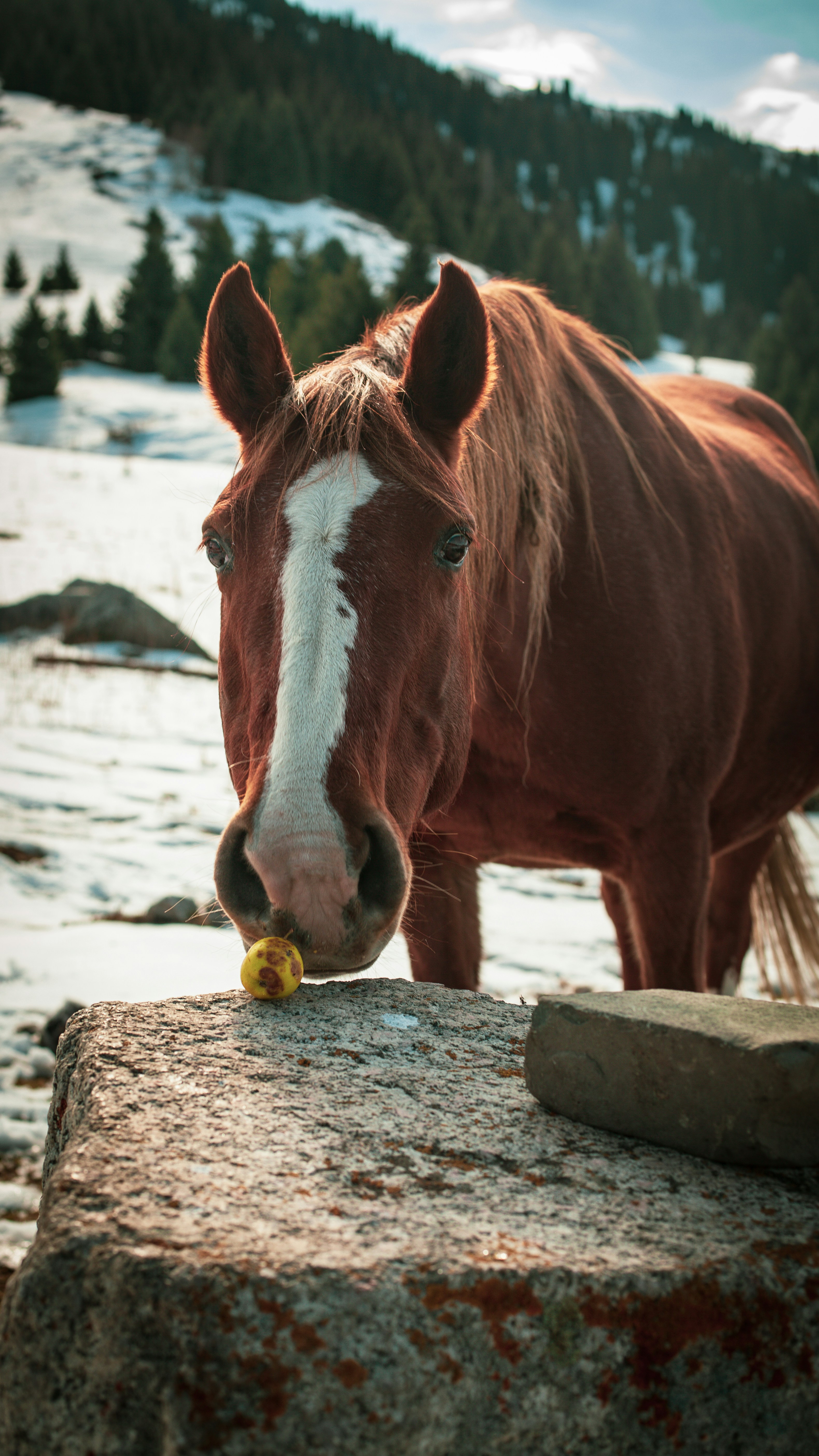 Winter Gaze: A Chestnut Horse Examines a Tiny Apple on Snow
