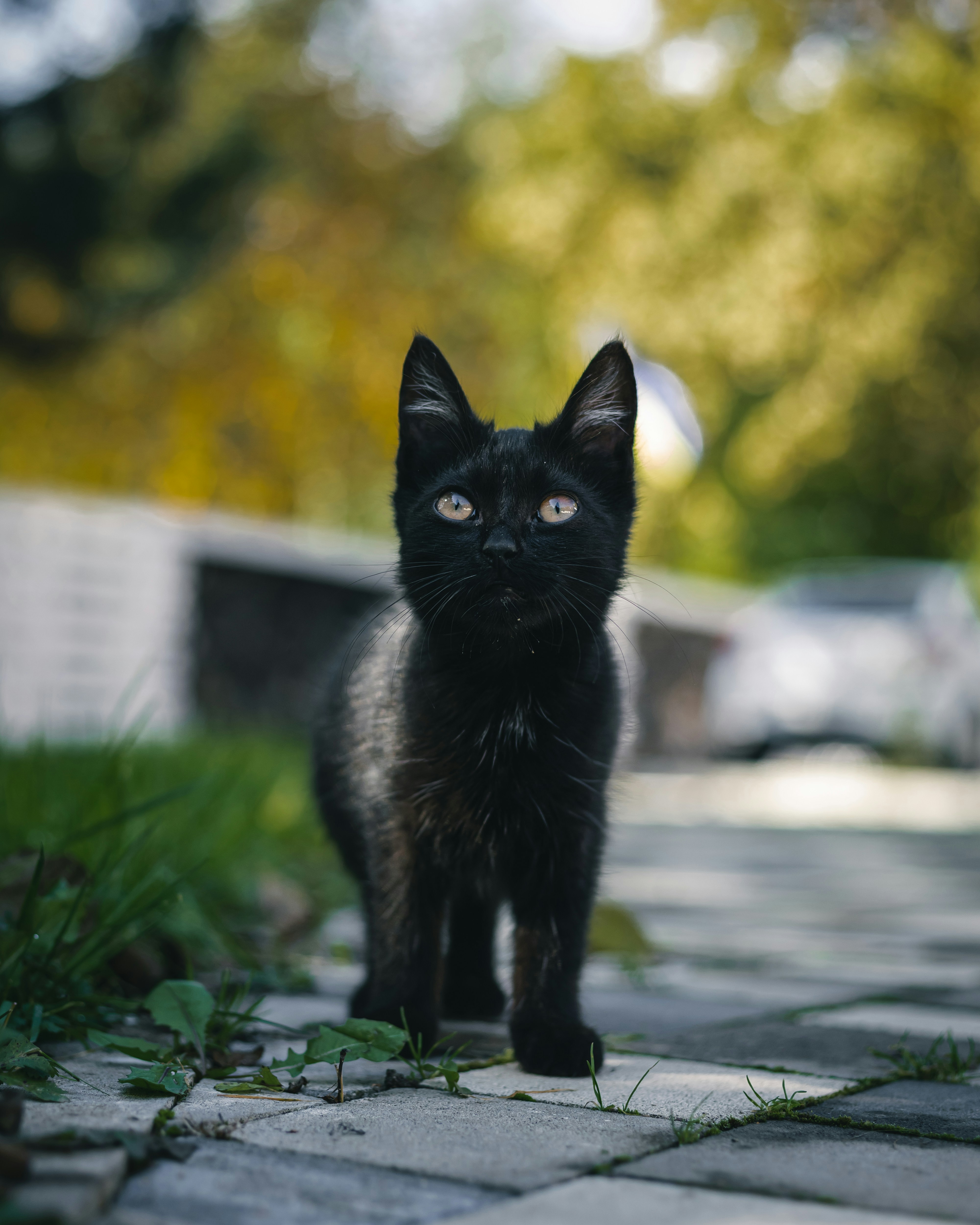 A black kitten stands on a stone pathway, gazing curiously at the viewer, surrounded by lush greenery and soft autumn light.