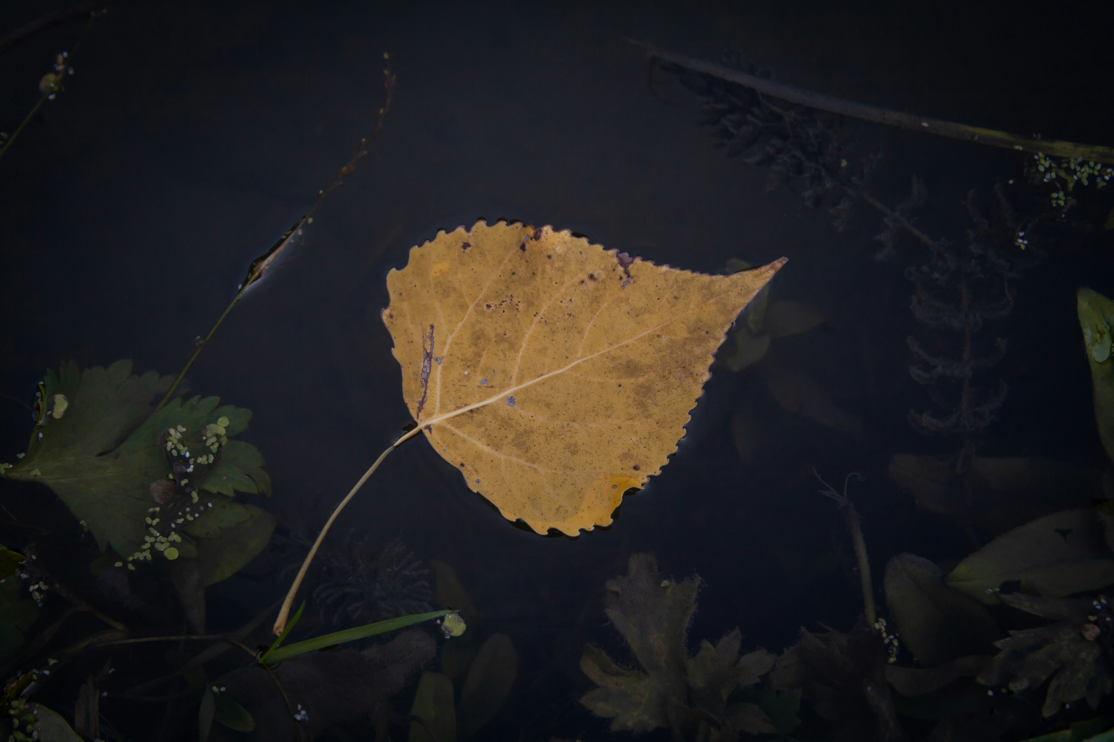 Amber Leaf Adrift on Velvet Dark Water