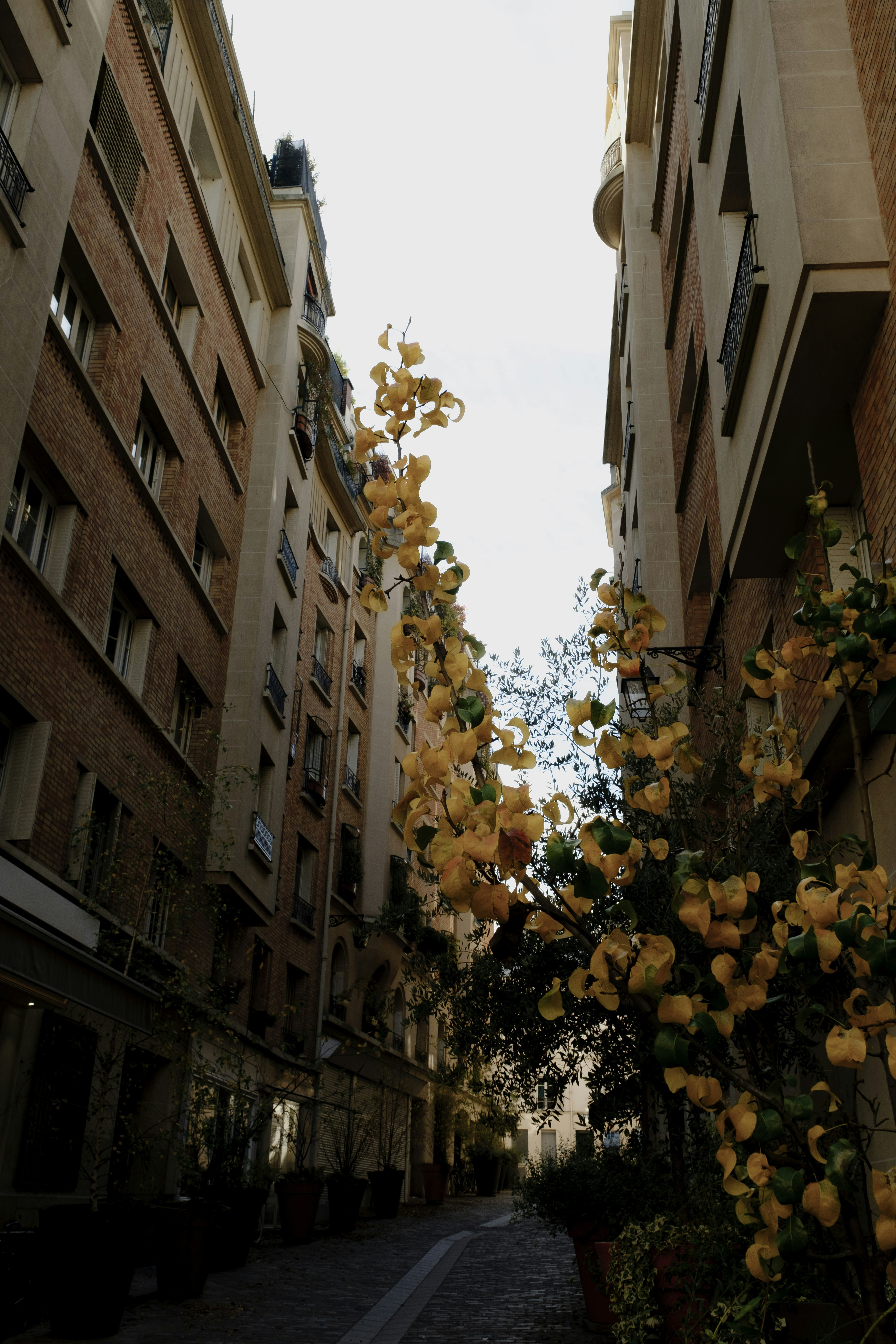 a tree with yellow flowers on it