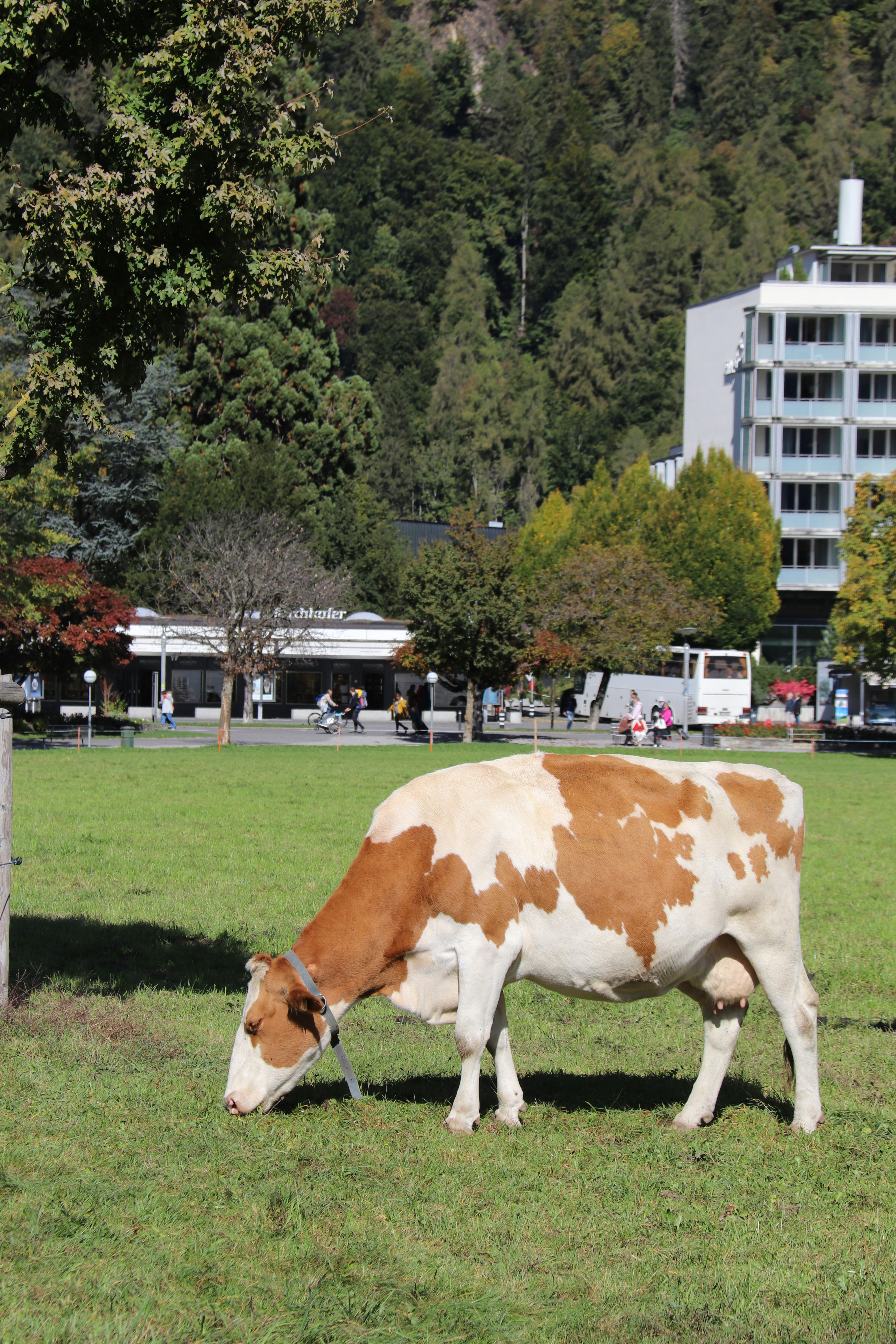 Foto Una vaca comiendo hierba en un parque – Imagen Suiza gratis en ...