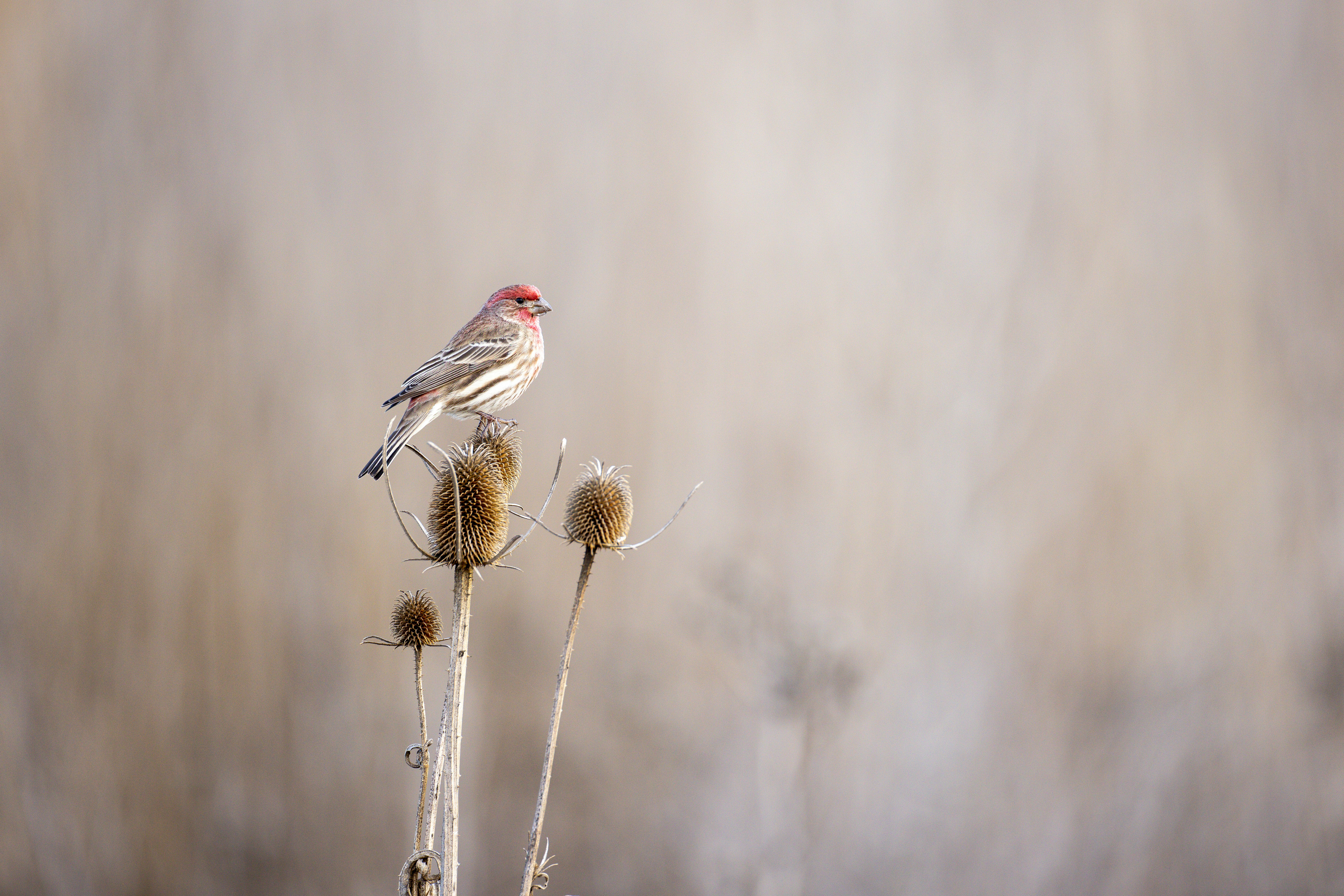 A small finch with a red crown perched atop dried thistle flowers against a soft, blurred background. 