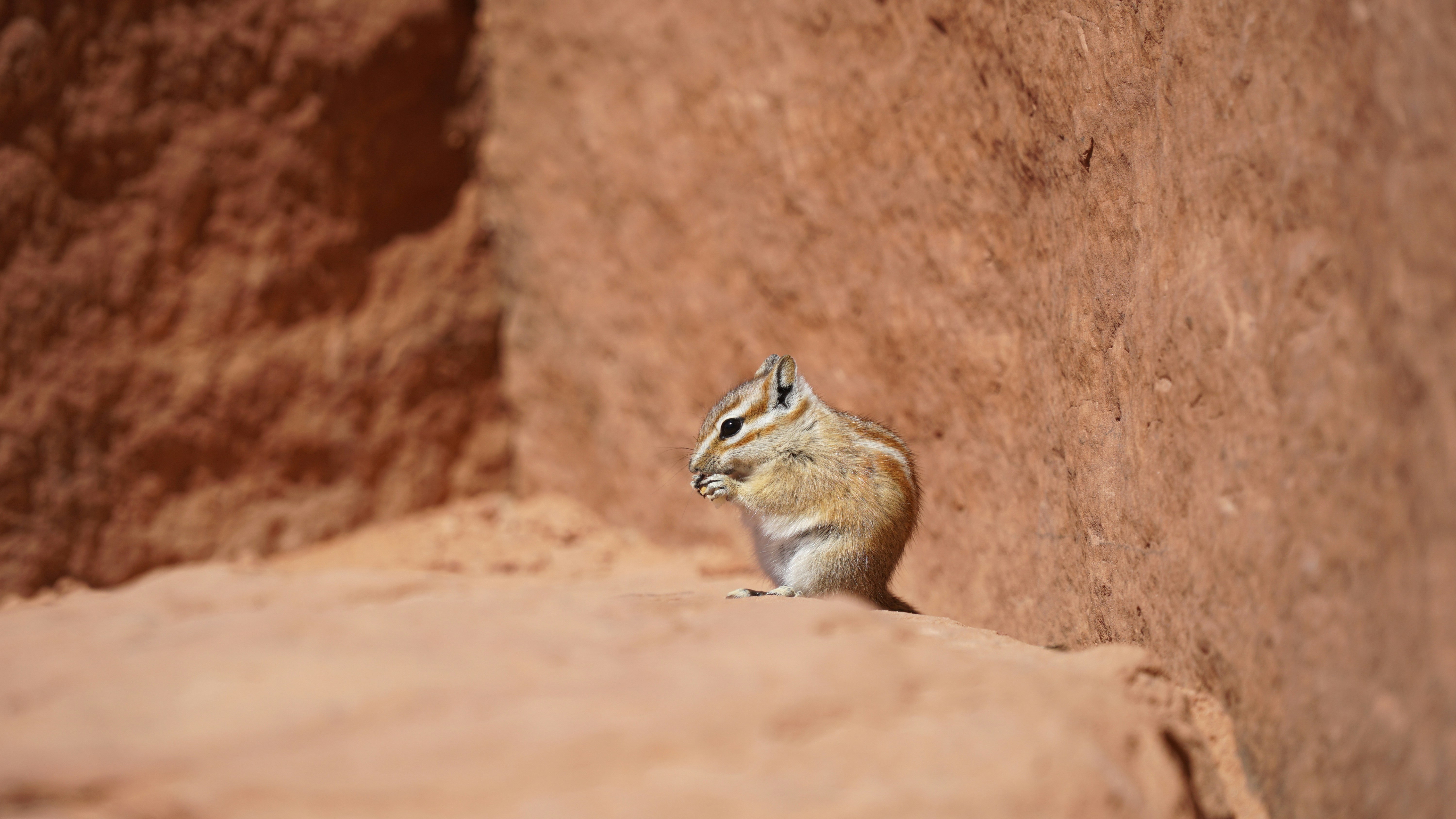 Sunlit Red Cliff Sentinel: Chipmunk on a Desert Ledge
